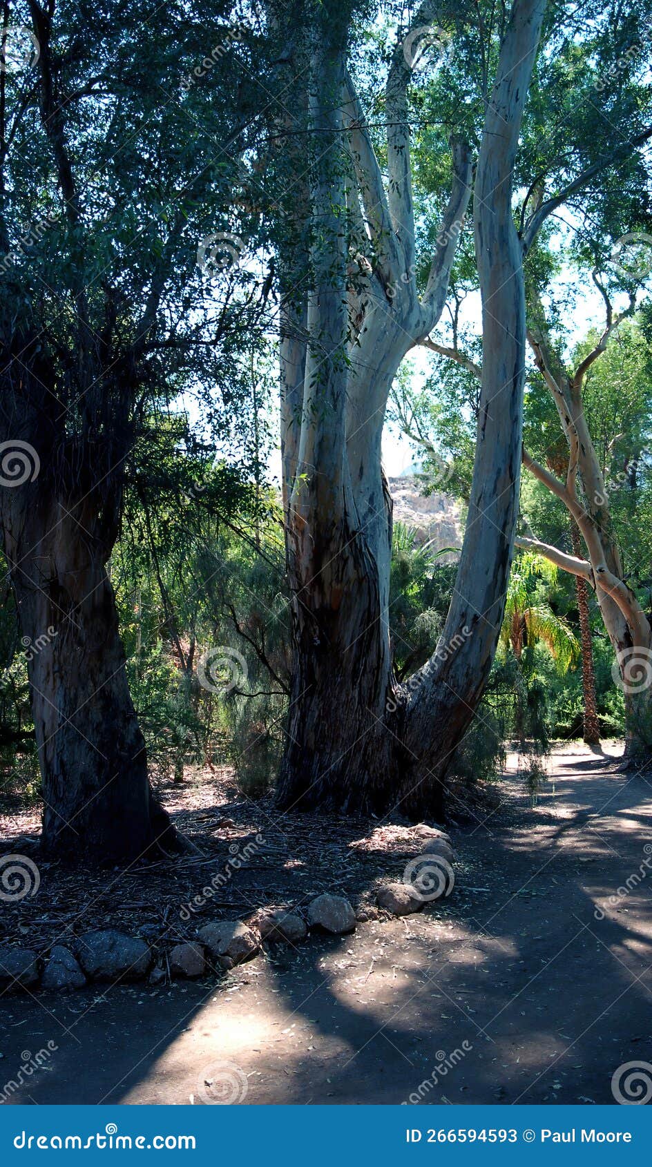 Arizona Sycamore tree stock image. Image of trees, arizona - 266594593