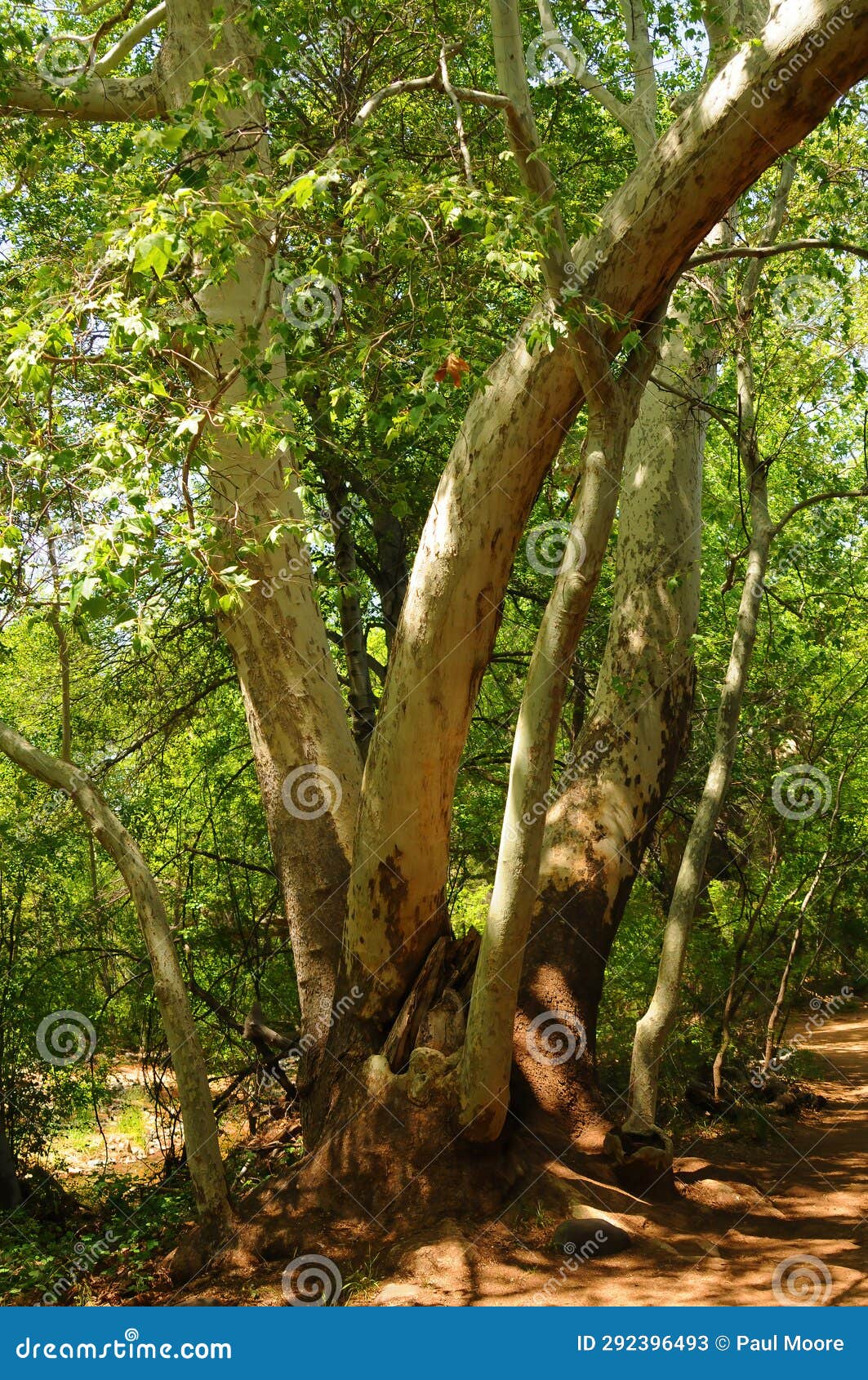 Arizona Sycamore tree stock image. Image of giant, green - 292396493
