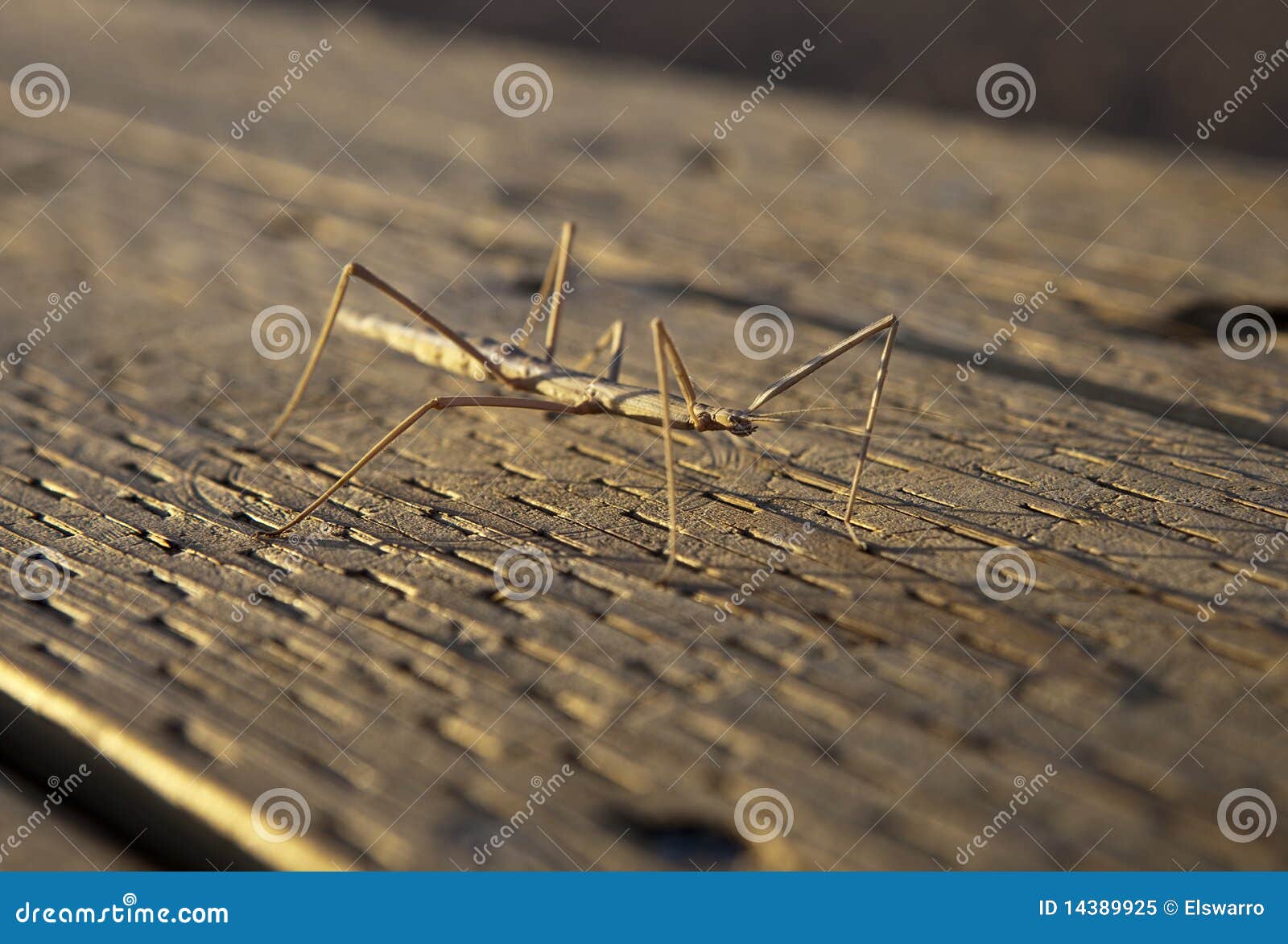 Arizona Walking Stick stock image. Image of insect, mystical - 14389925