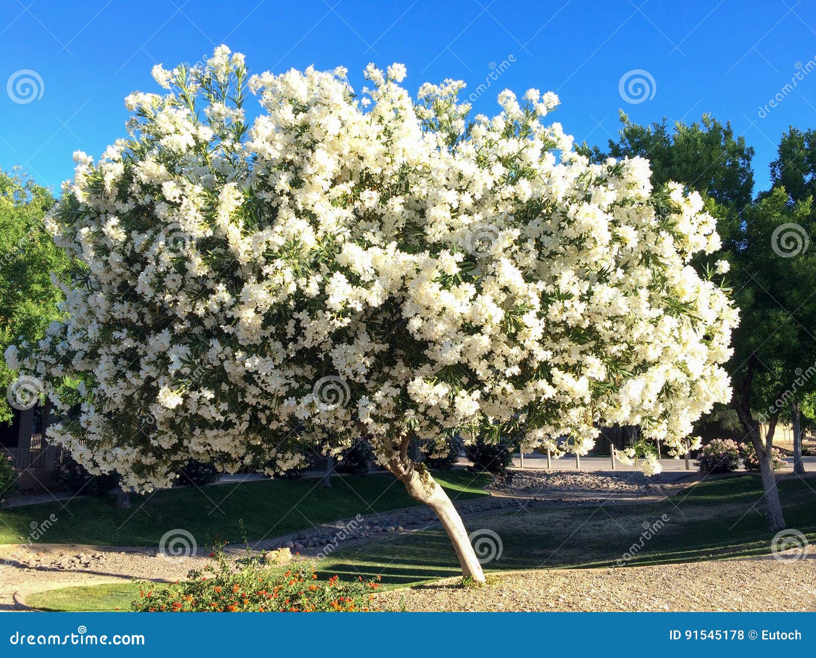 Arizona White Oleander stock photo. Image of boulder - 91545178