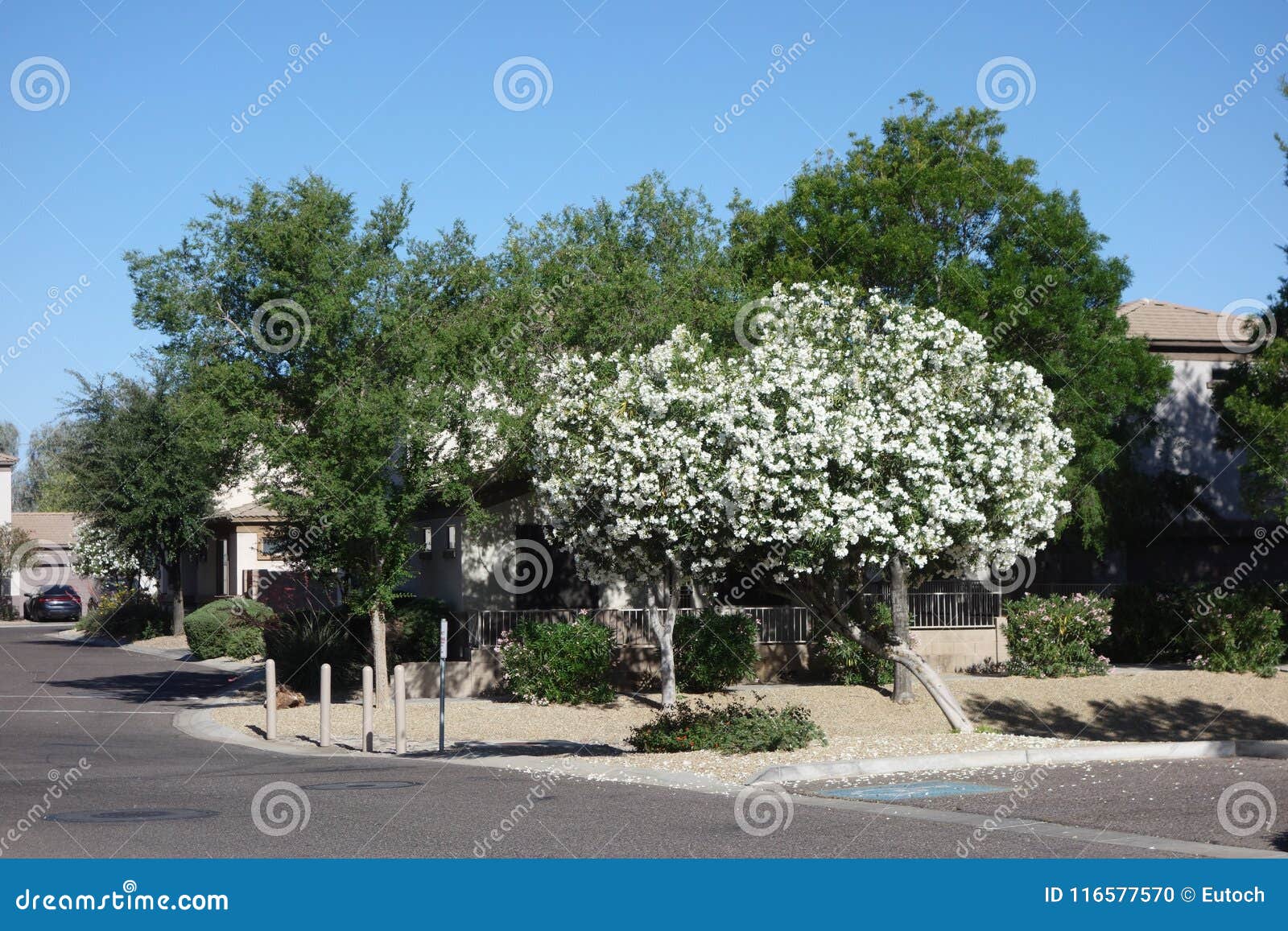 Arizona White Oleander stock photo. Image of horizontal - 116577570