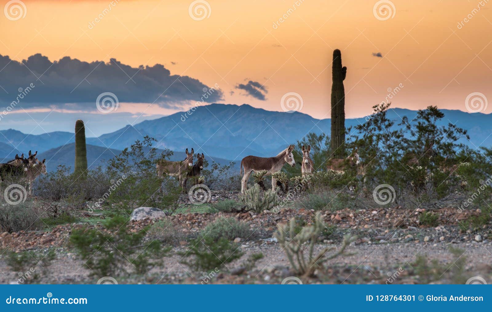 Arizona Wild Burrows in the Desert Stock Image - Image of arizona ...