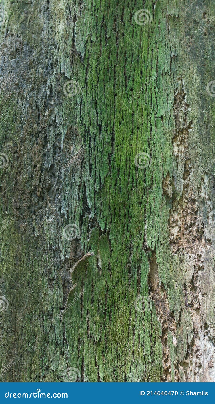 Closeup View of an Arjun Tree Bark, Lower Trunk Background Texture ...