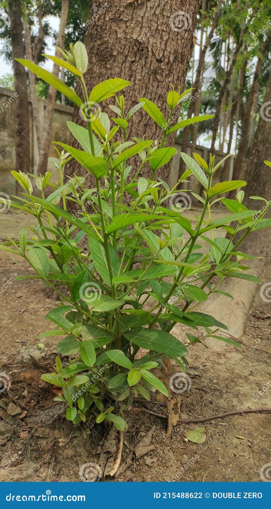 Arjun tree in the garden. stock photo. Image of flower - 215488622