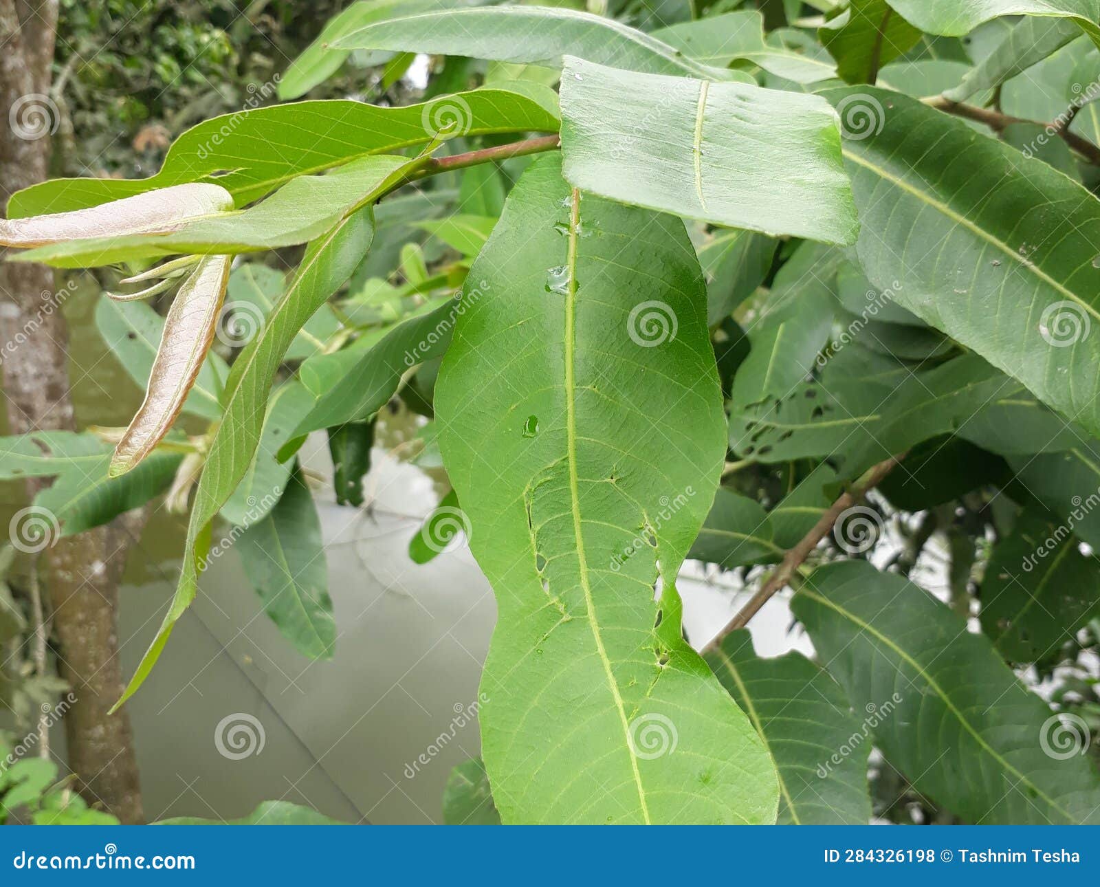Arjuna is a Large, Evergreen Tree Native To India, Stock Photo - Image ...