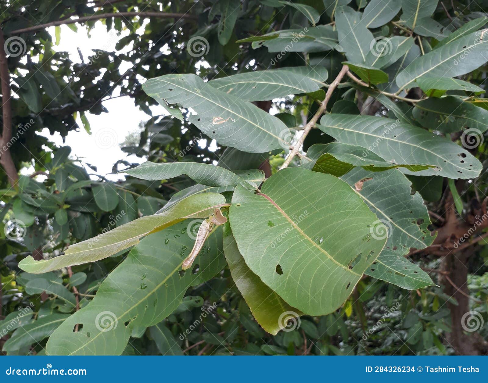 Arjuna is a Large, Evergreen Tree Native To India, Stock Photo - Image ...
