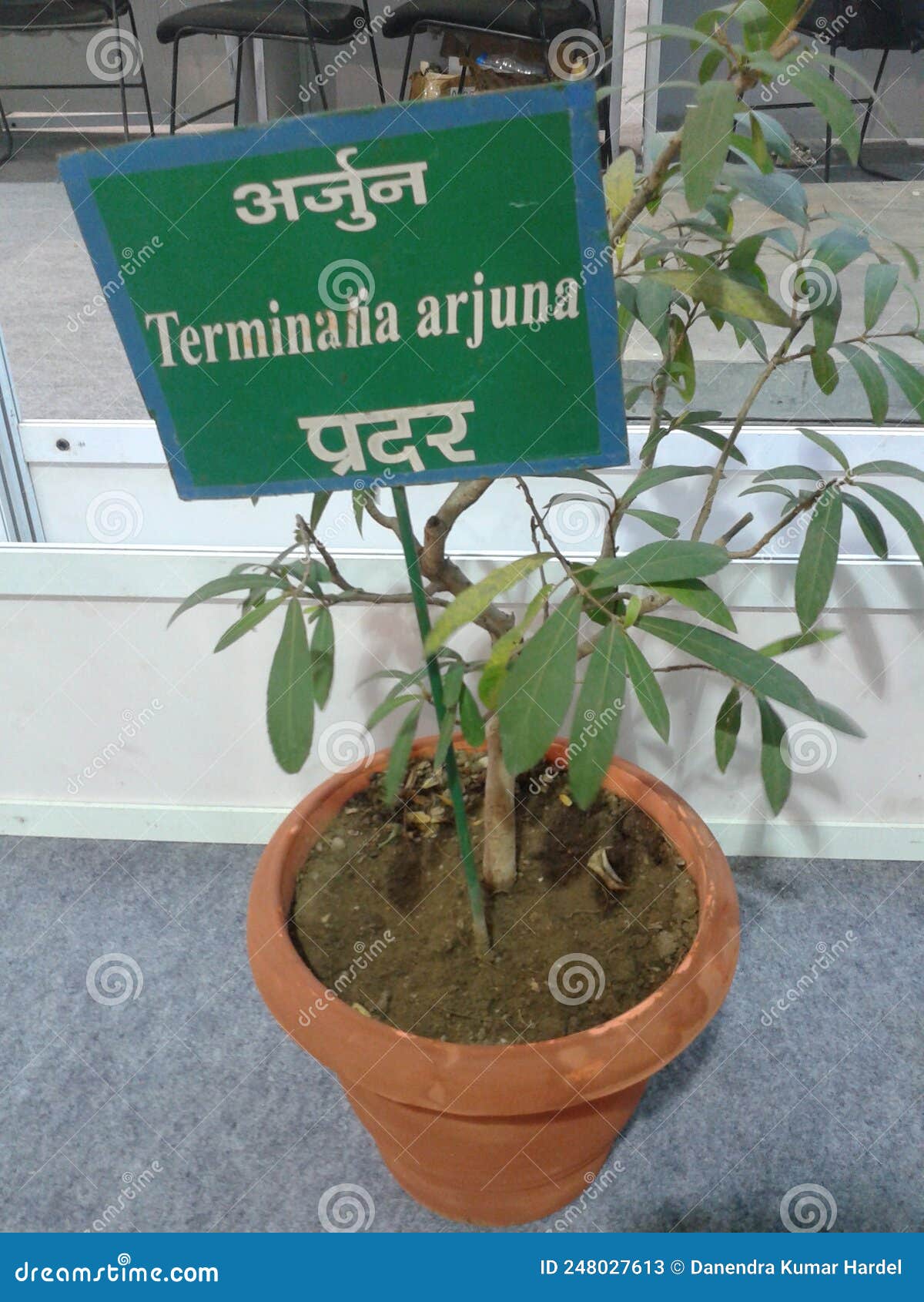 Arjuna plant in pot. stock image. Image of produce, food - 248027613