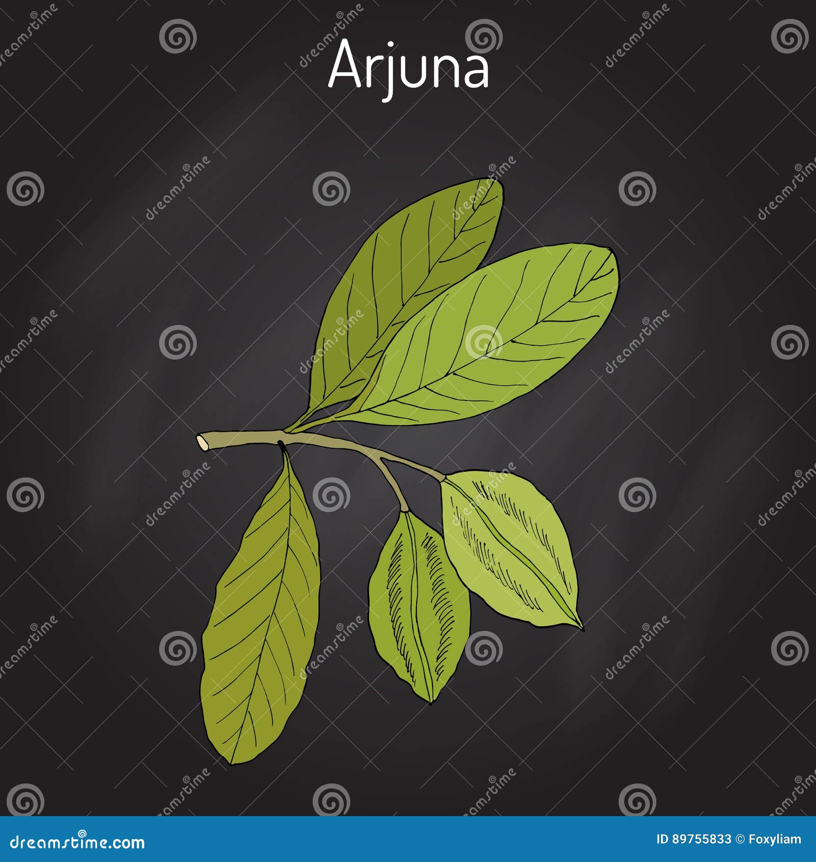 Arjuna Terminalia Arjuna , or Arjun Tree, Kumbuk Stock Vector ...