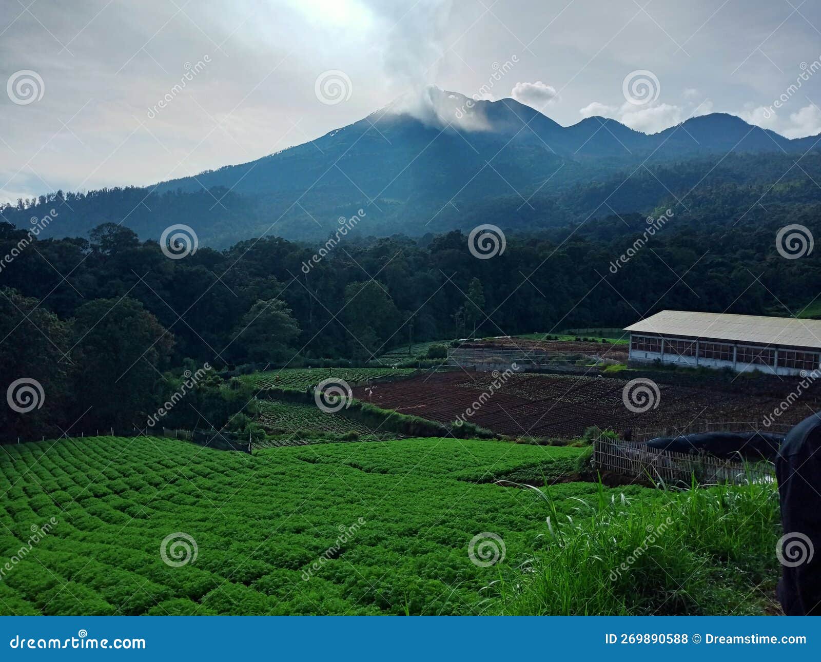 Arjuno Welirang Mountain in the Morning Stock Photo - Image of vacation ...