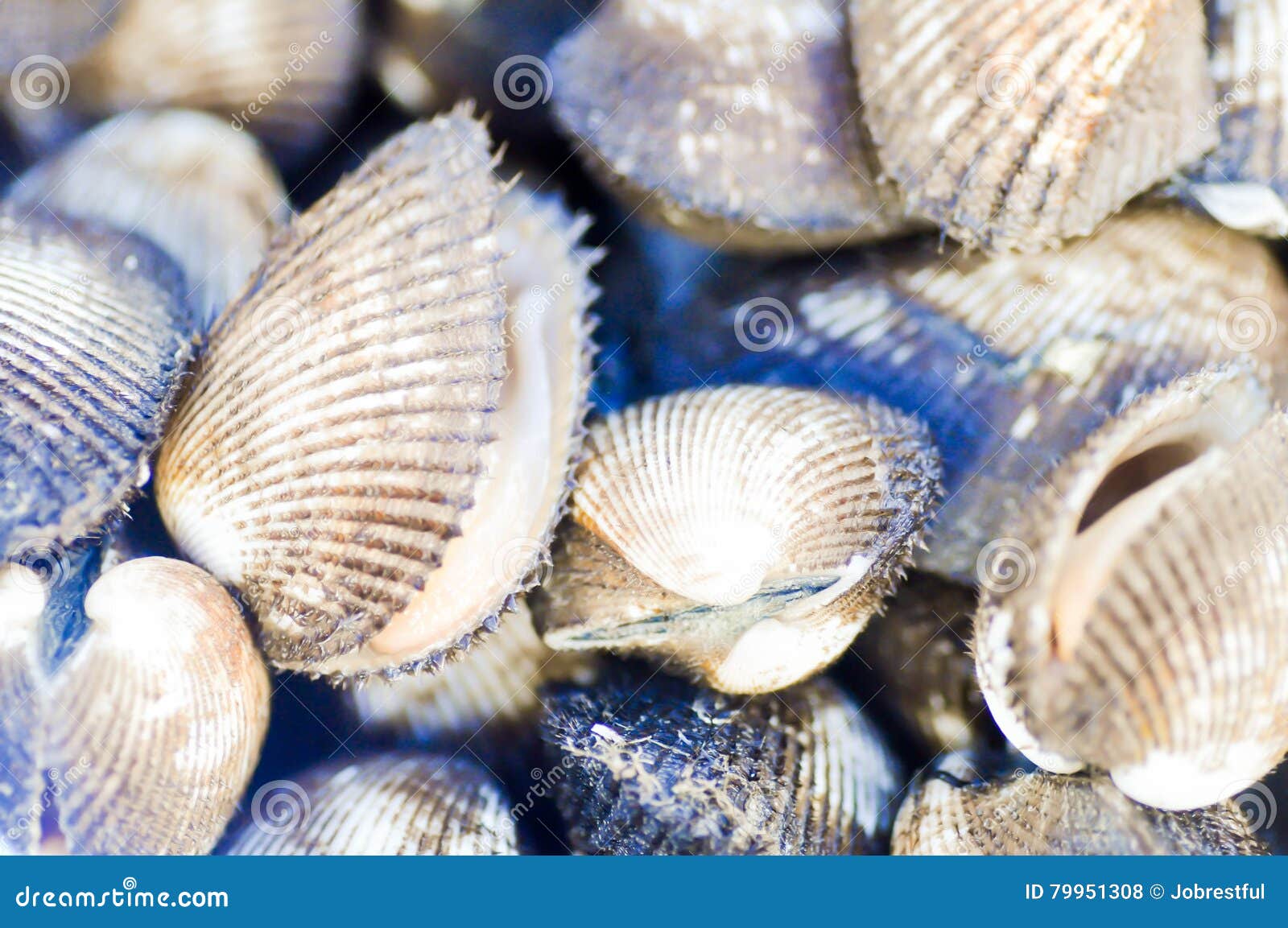 Ark Shell,Anadara Inaequivalvis or Scallop Stock Photo - Image of ...