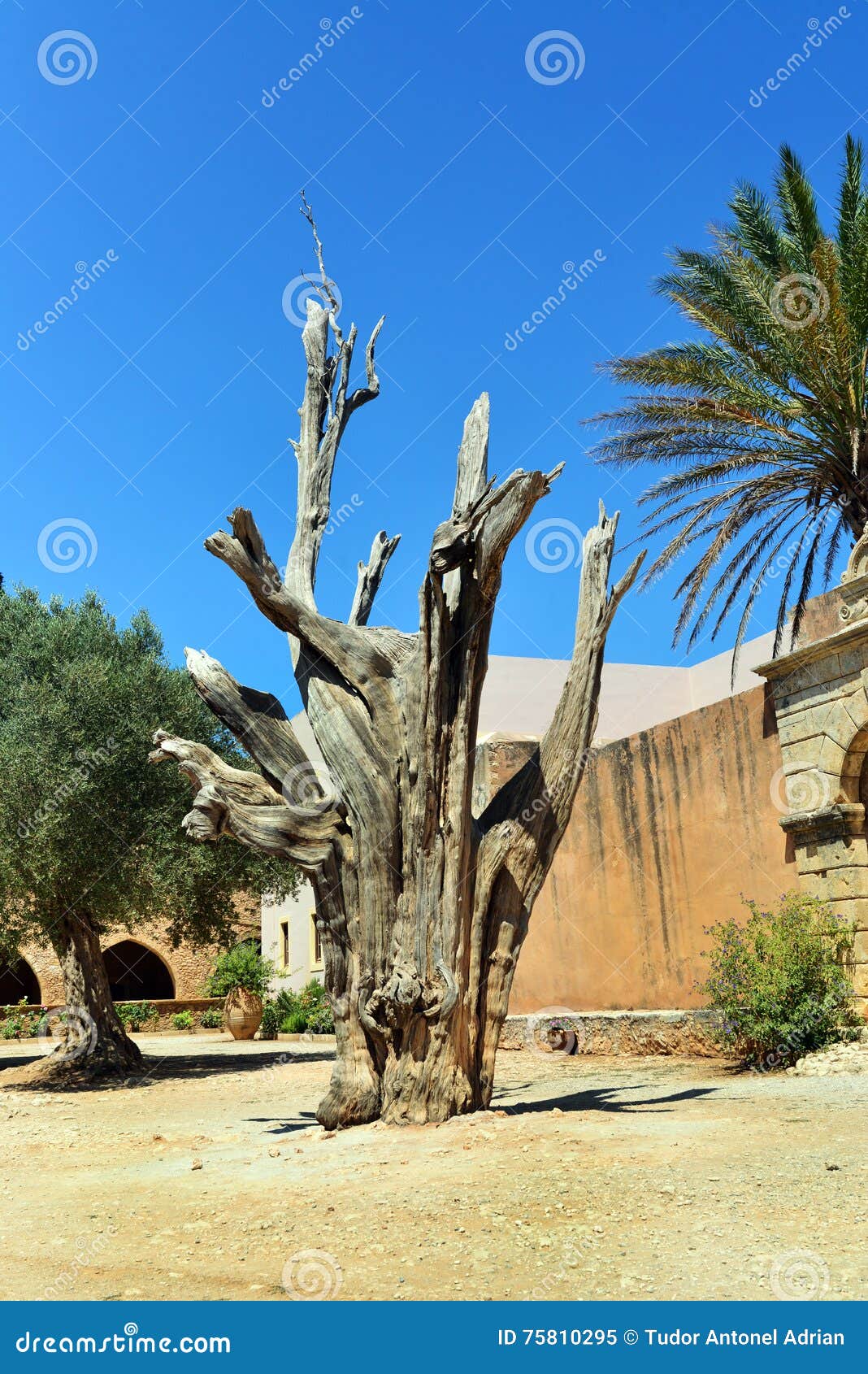 Arkadi Monastery tree stock image. Image of rethymno - 75810295