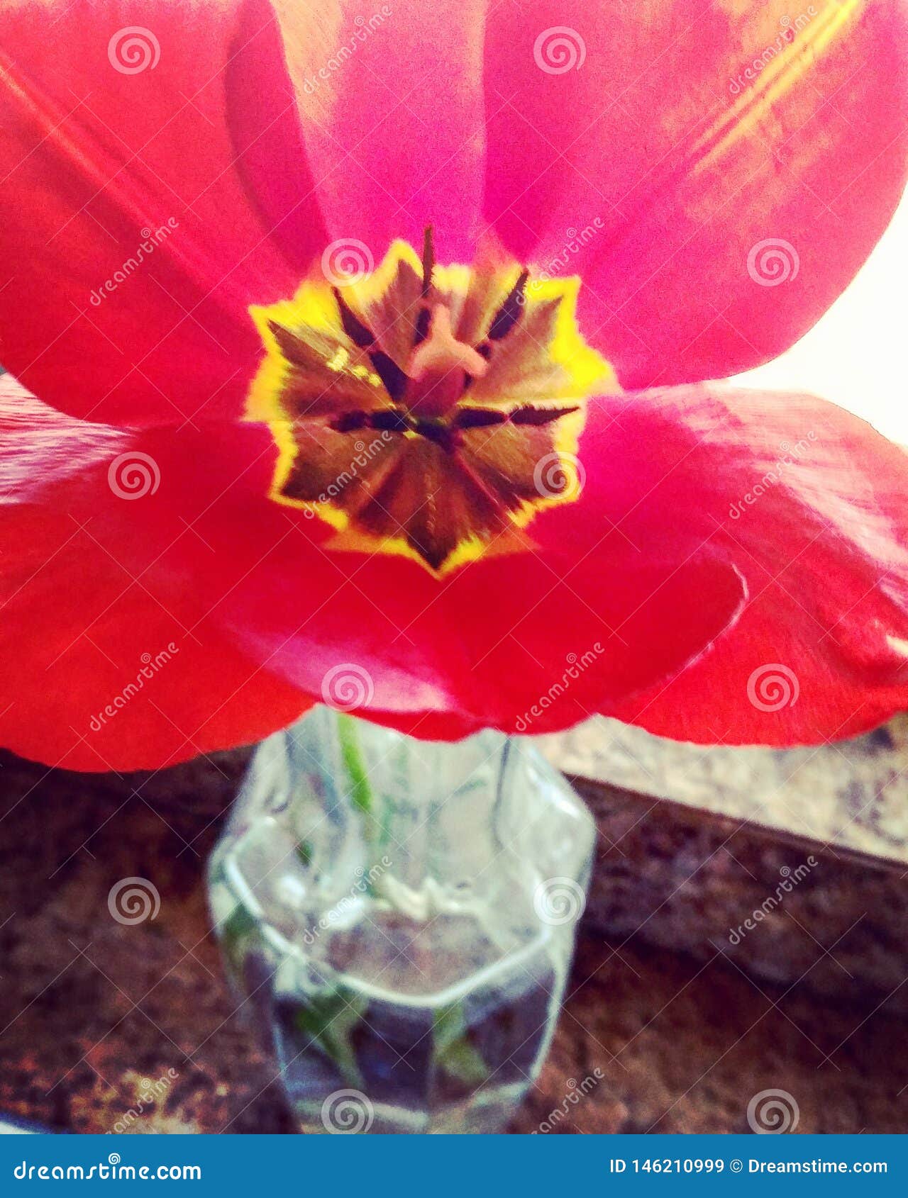 Arkansas Tulip stock image. Image of flowers, arkansas - 146210999