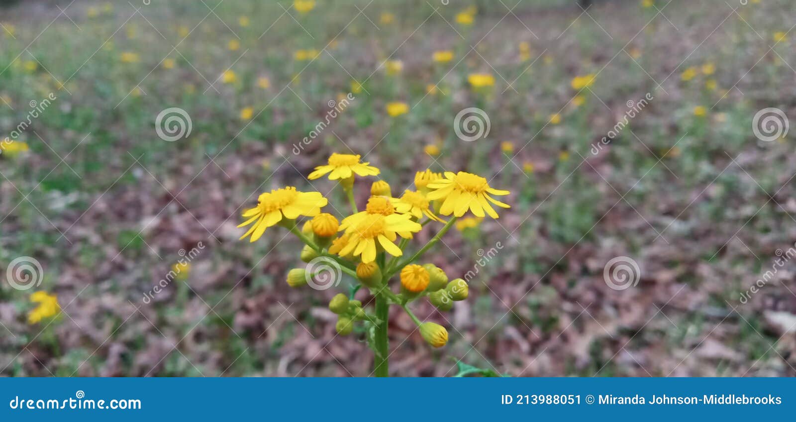 Arkansas Wildflowers stock image. Image of plants, wildflowers - 213988051