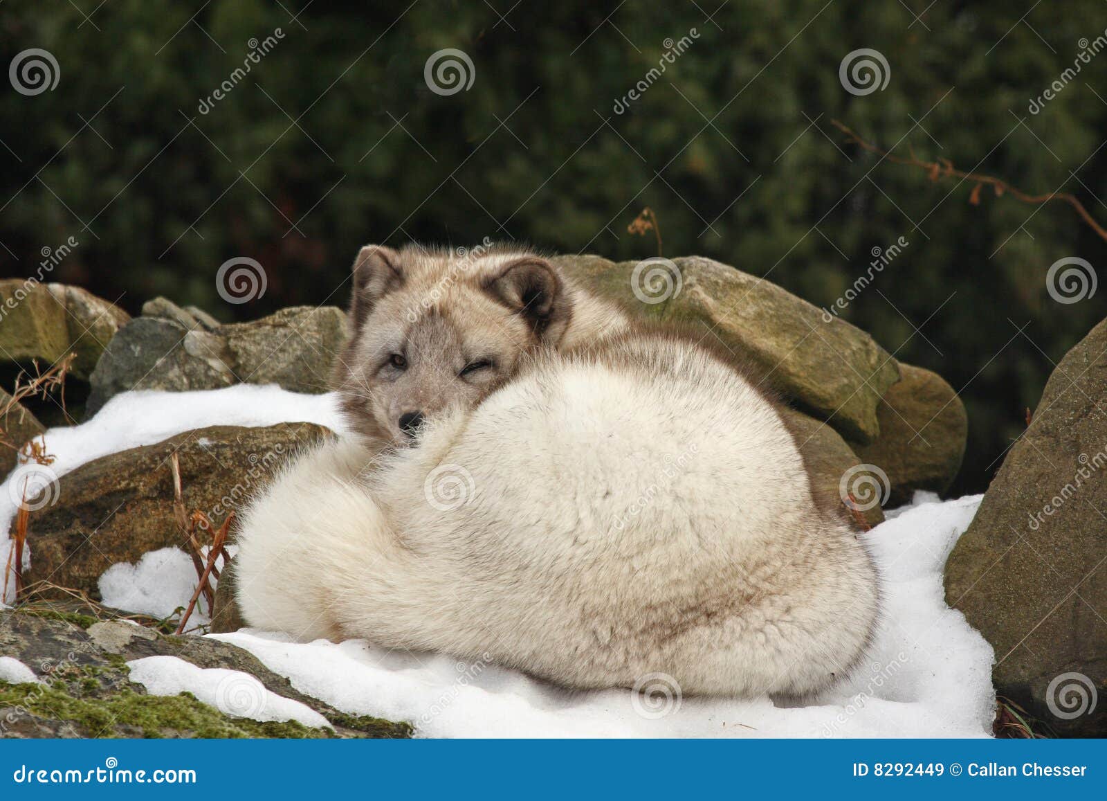 Arktischer Fuchs im Schnee stockbild. Bild von park, nave - 8292449