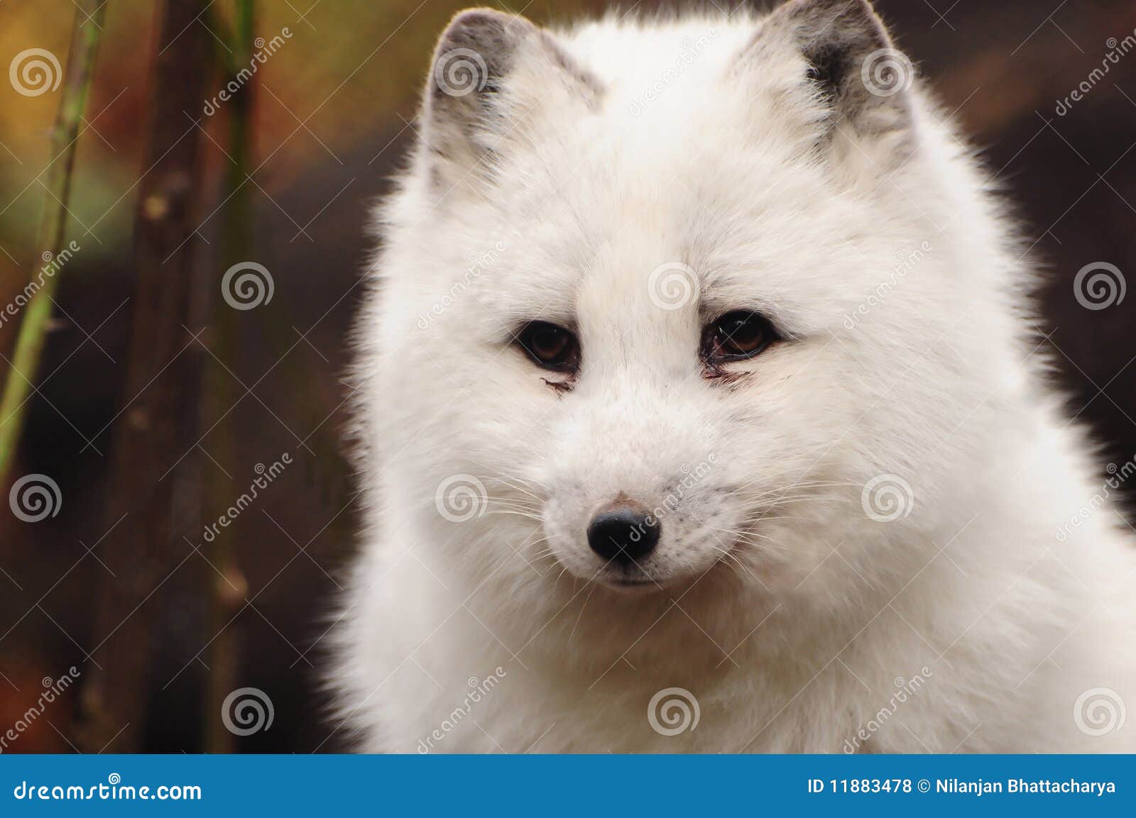 Arktischer weißer Fuchs stockfoto. Bild von phase, auge - 11883478