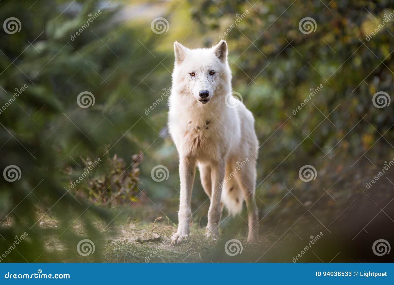 Arktischer Wolf im Wald stockbild. Bild von wild, wölfe - 94938533