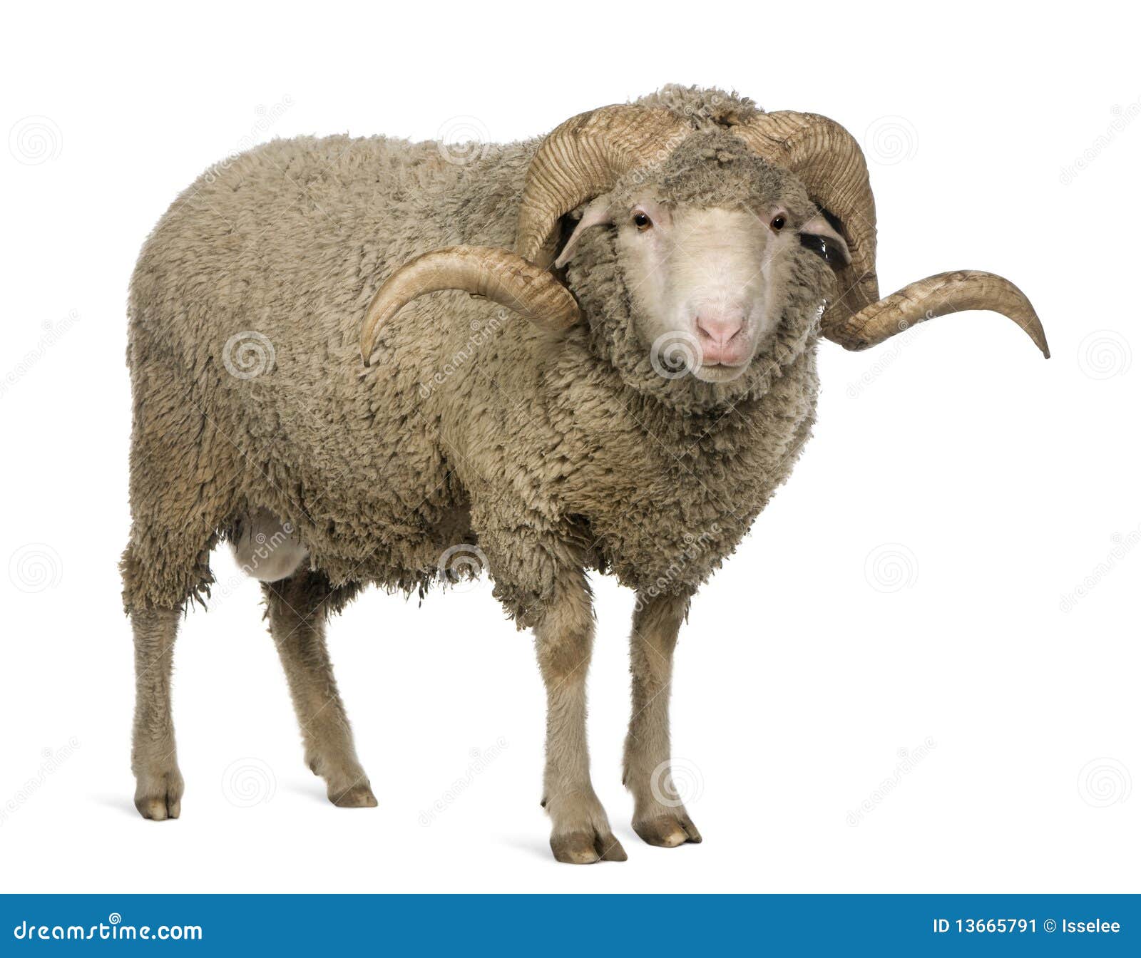 Arles Merino Sheep, Ram, 3 Years Old Stock Image - Image of livestock ...