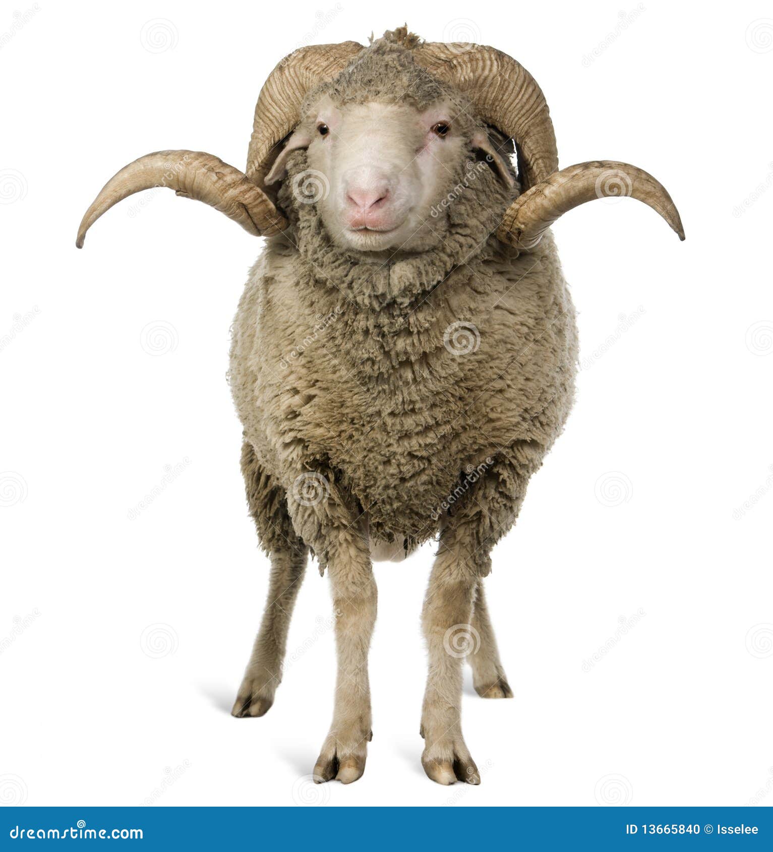 Arles Merino Sheep, Ram, 3 Years Old Stock Photo - Image of portrait ...