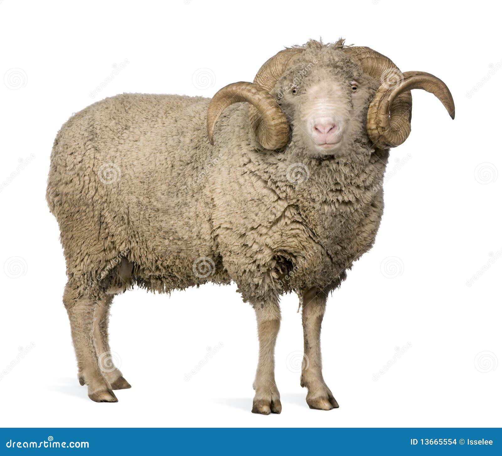 Arles Merino Sheep, Ram, 5 Years Old Stock Photo - Image of full ...