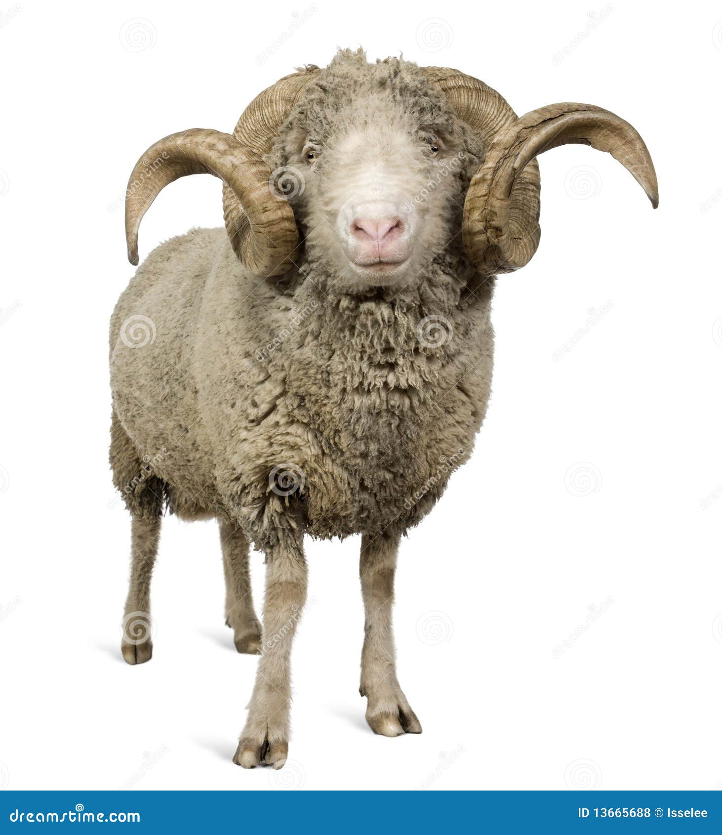 Arles Merino Sheep, Ram, 5 Years Old Stock Photo - Image of shot ...