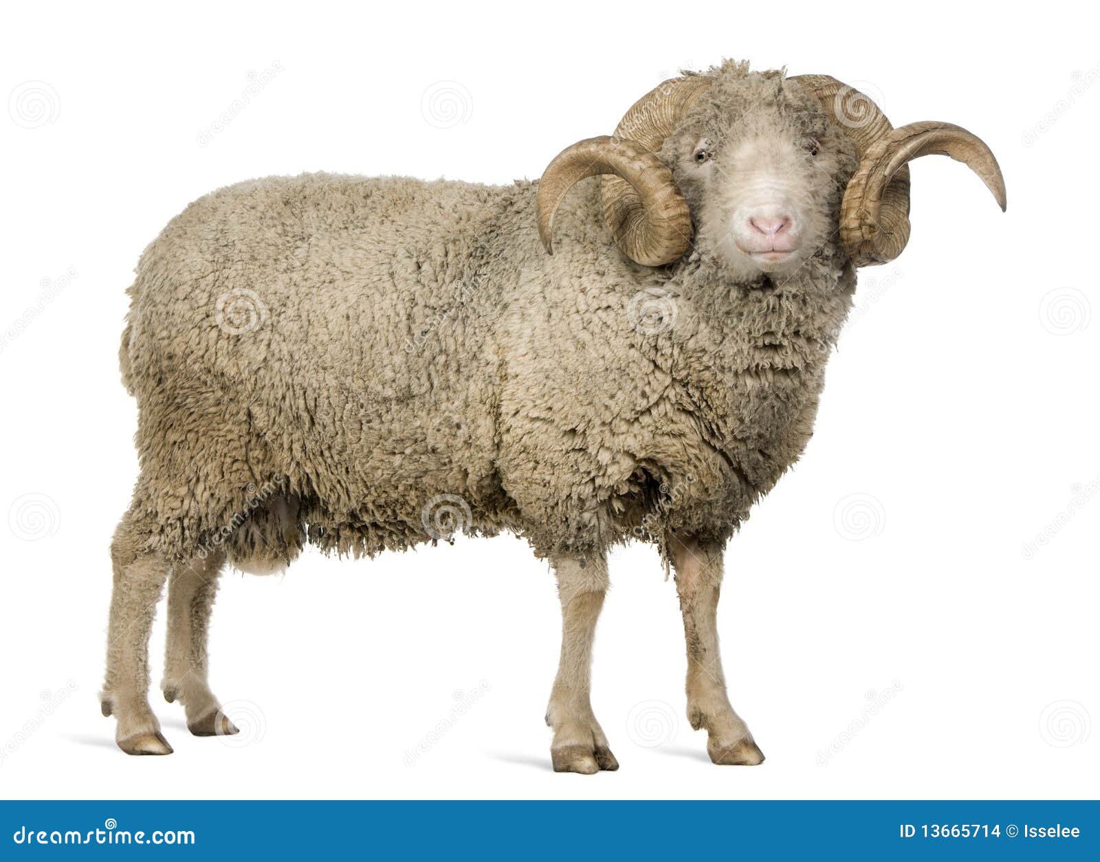 Arles Merino Sheep, Ram, 5 Years Old Stock Photo - Image of furry, full ...