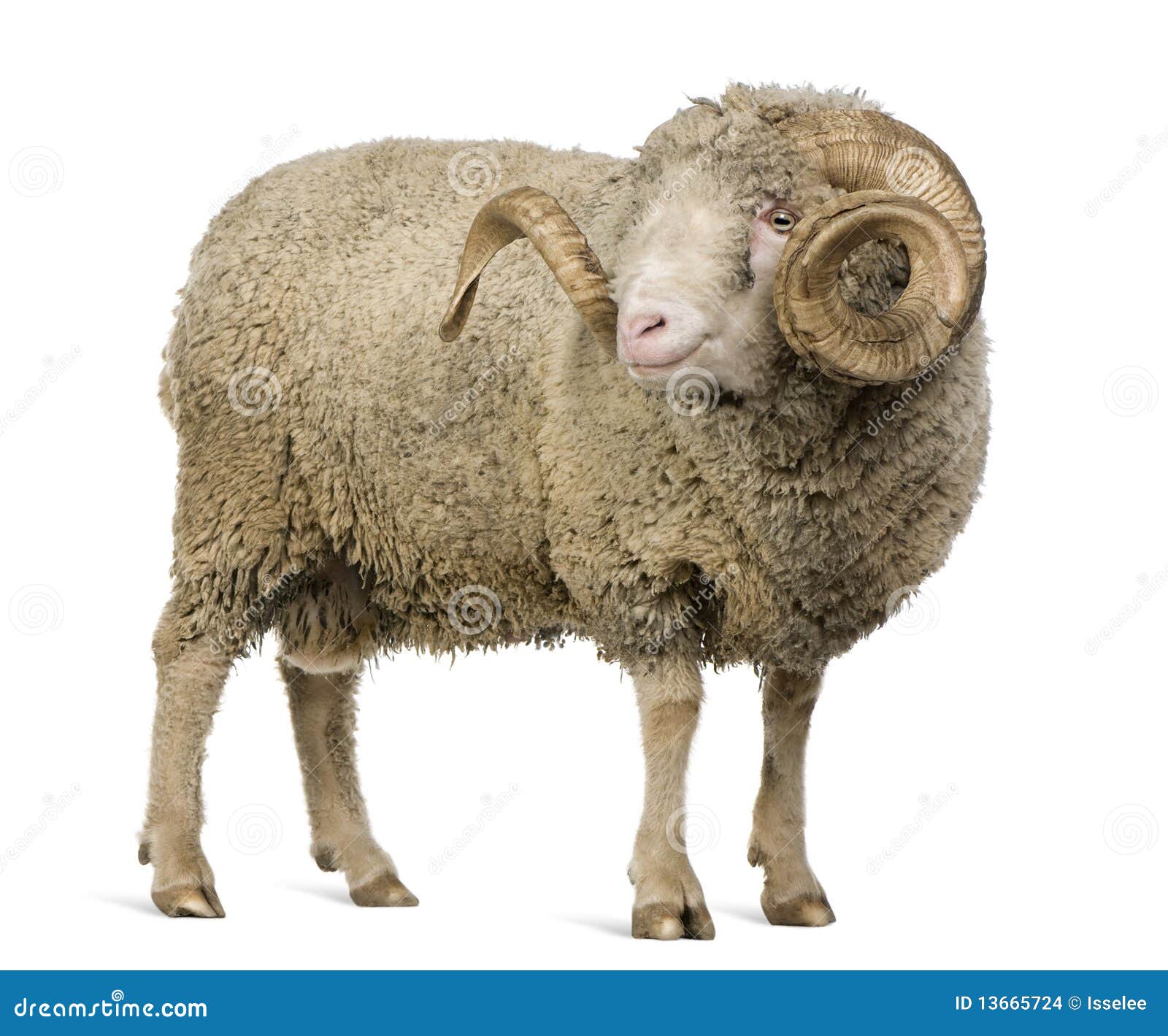 Arles Merino Sheep, Ram, 5 Years Old Stock Photo - Image of sheep ...