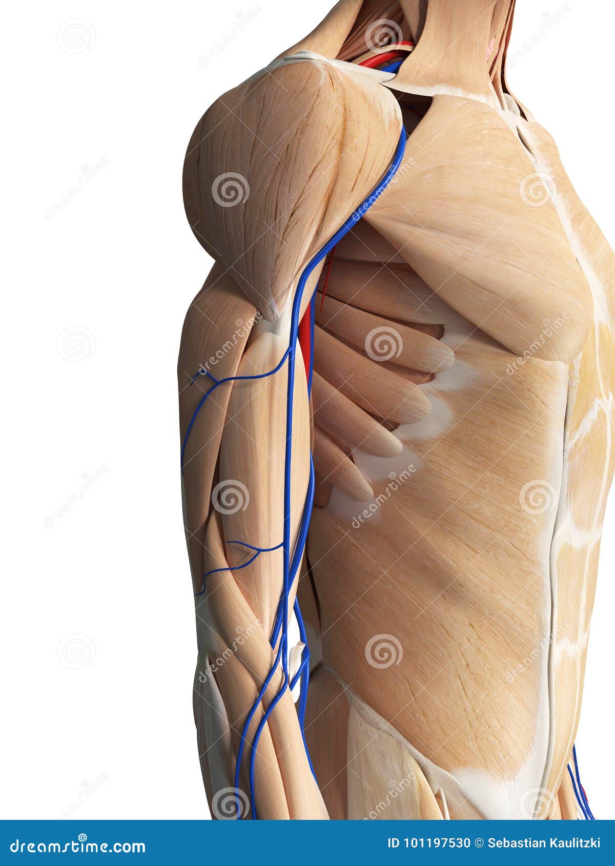 The arm anatomy stock illustration. Illustration of muscle - 101197530