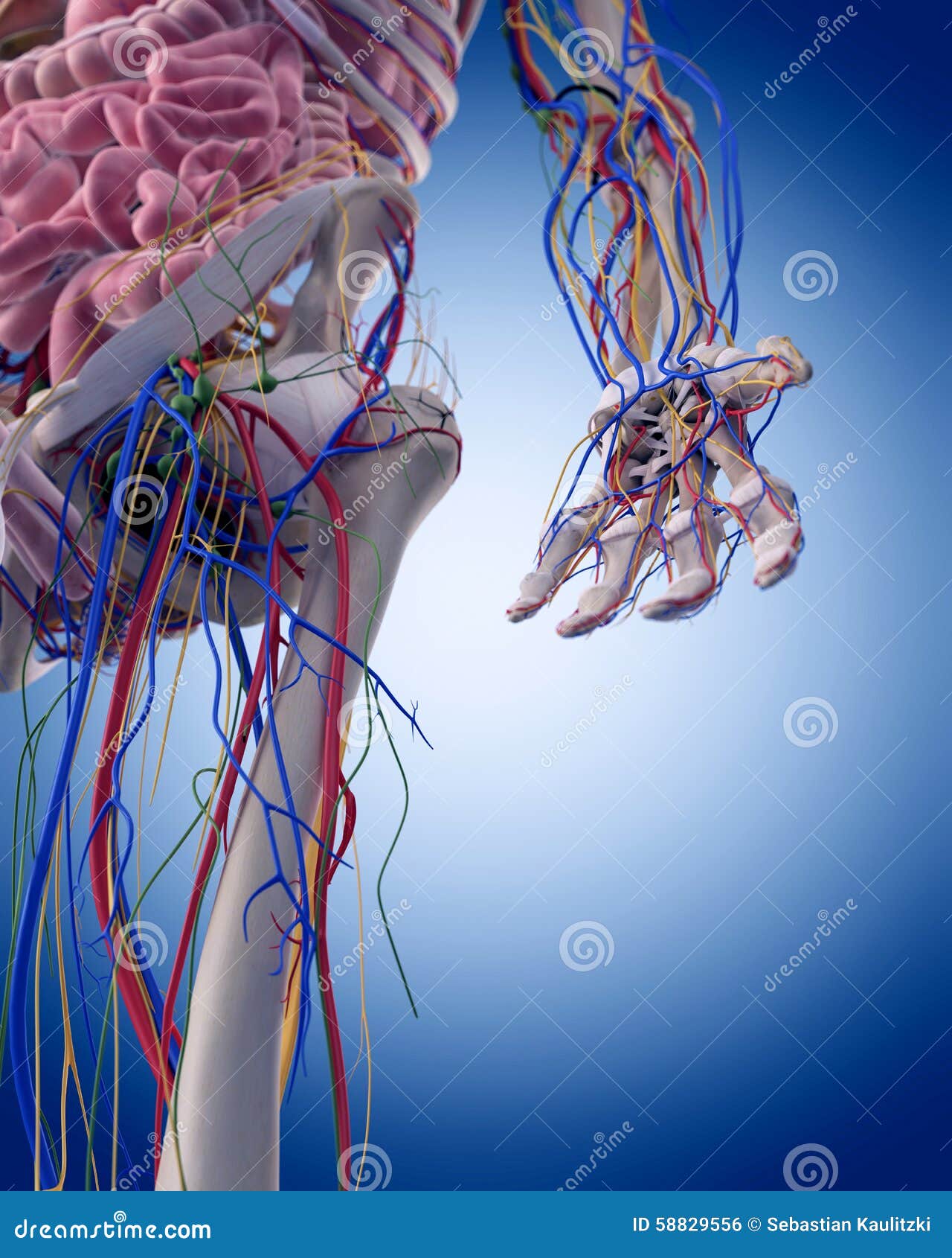 The arm anatomy stock illustration. Illustration of medical - 58829556