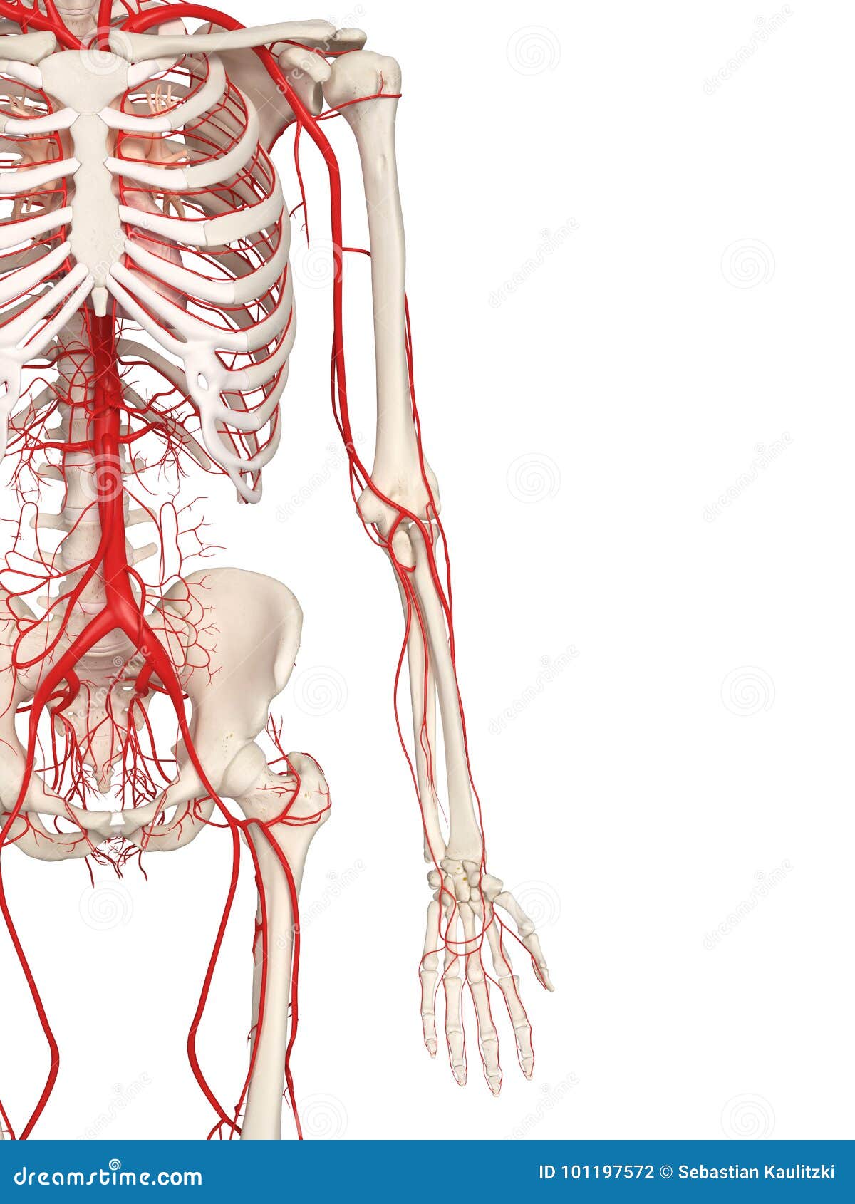The arm arteries stock illustration. Illustration of bones - 101197572