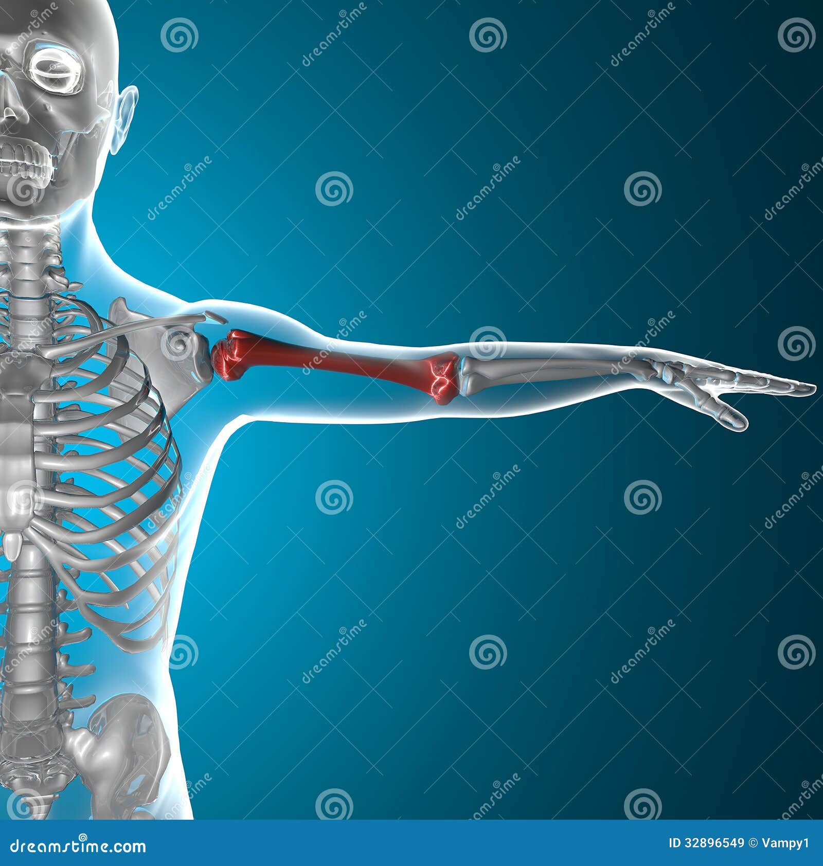 Arm Bone X-ray Human Body, Humerus Stock Image | CartoonDealer.com ...