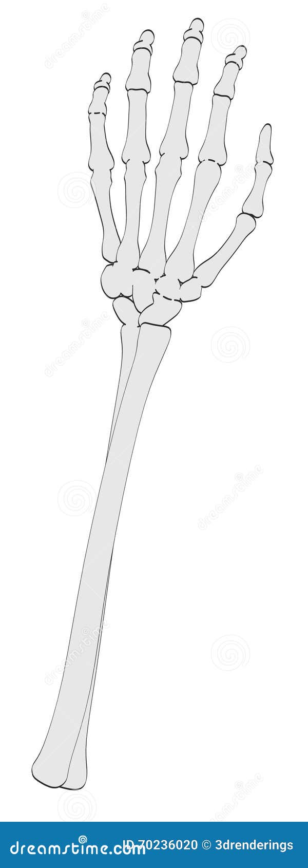 Arm bones stock illustration. Illustration of anatomy - 70236020