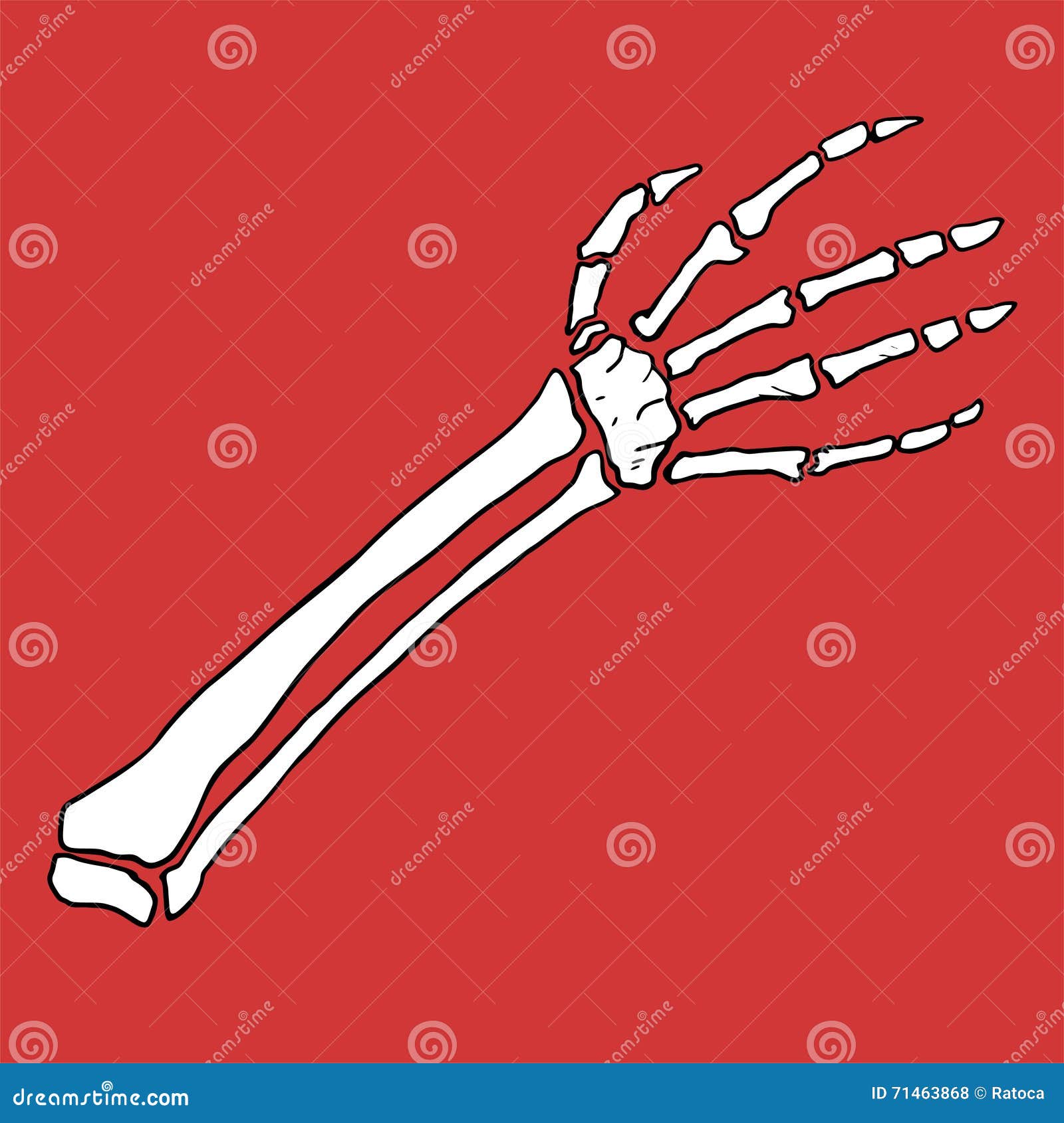 Arm bones illustration stock vector. Illustration of anatomical - 71463868