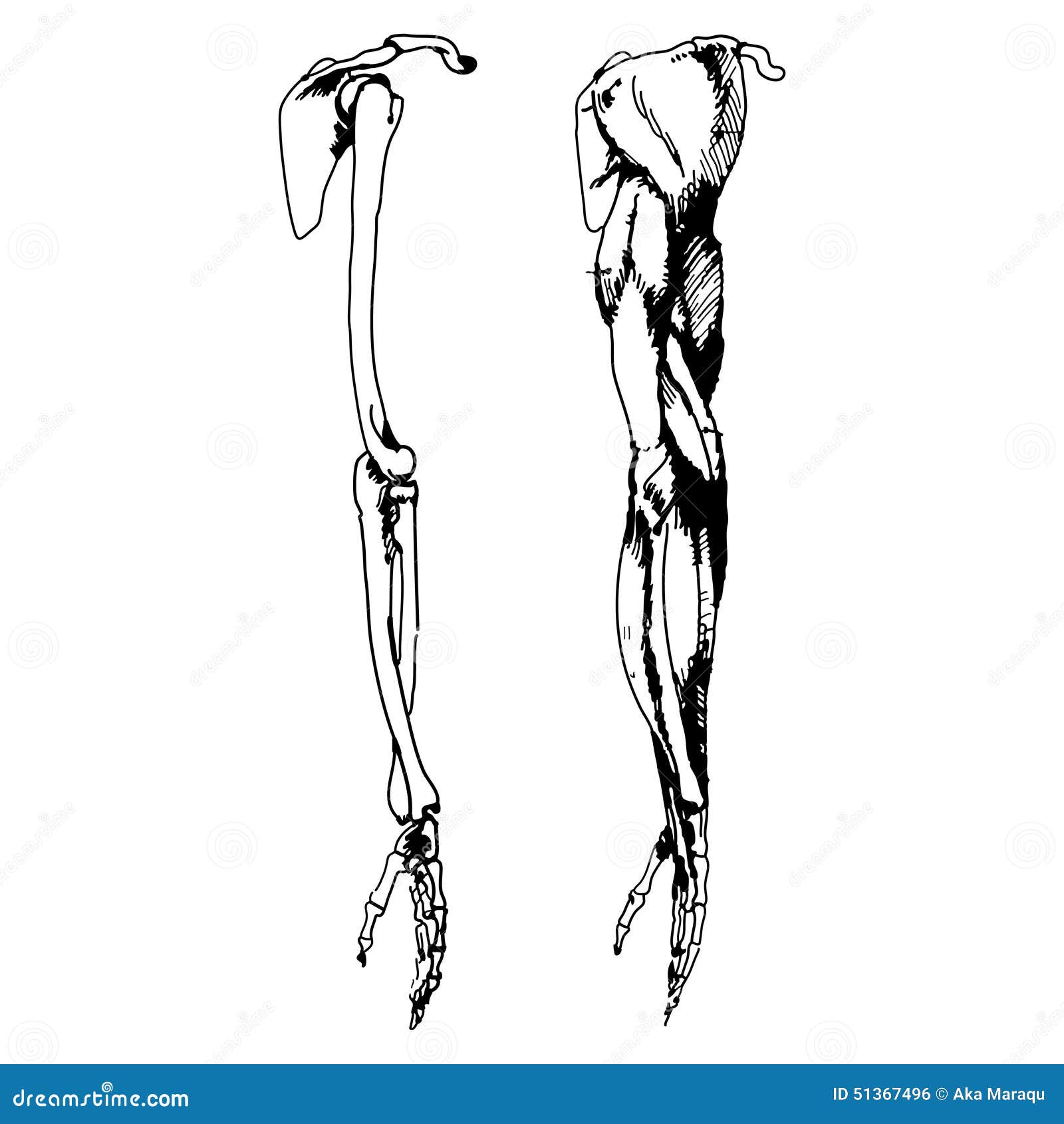 Arm bones and muscle stock vector. Illustration of human - 51367496