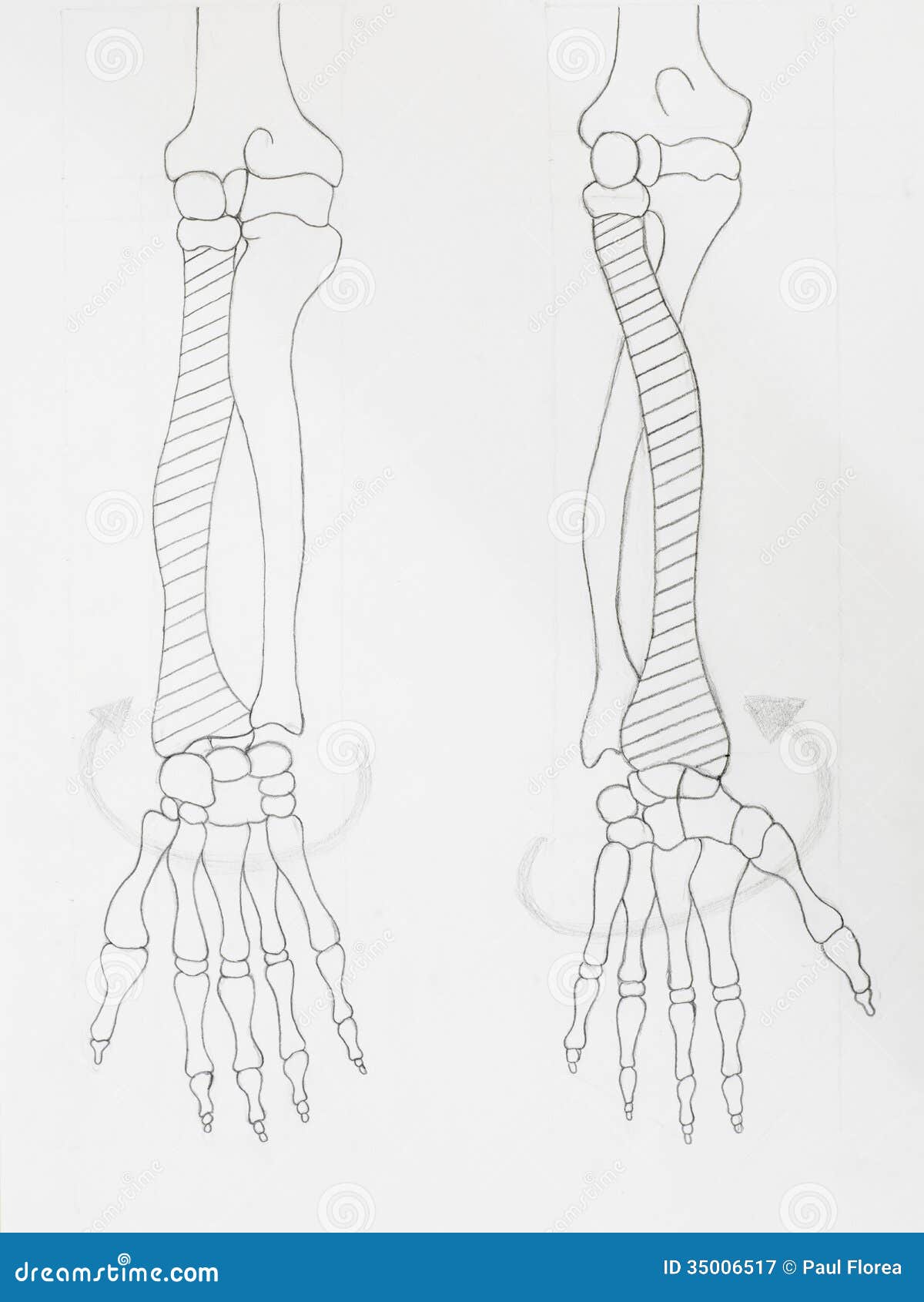Arm Bones Drawing