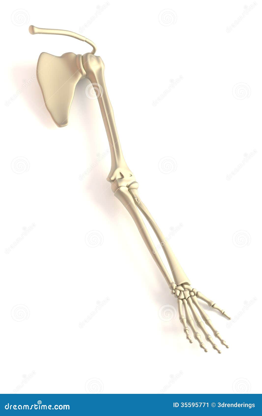 Arm bones stock illustration. Illustration of object - 35595771