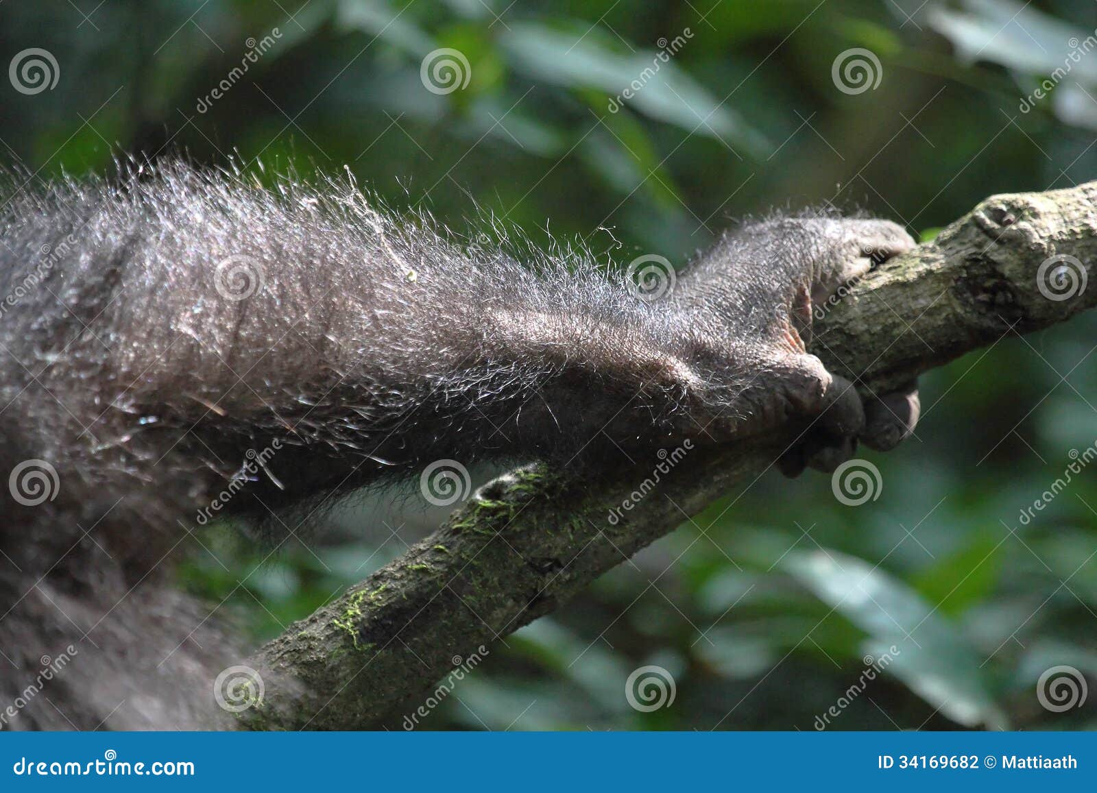 Arm of a chimpanzee stock photo. Image of troglodytes - 34169682