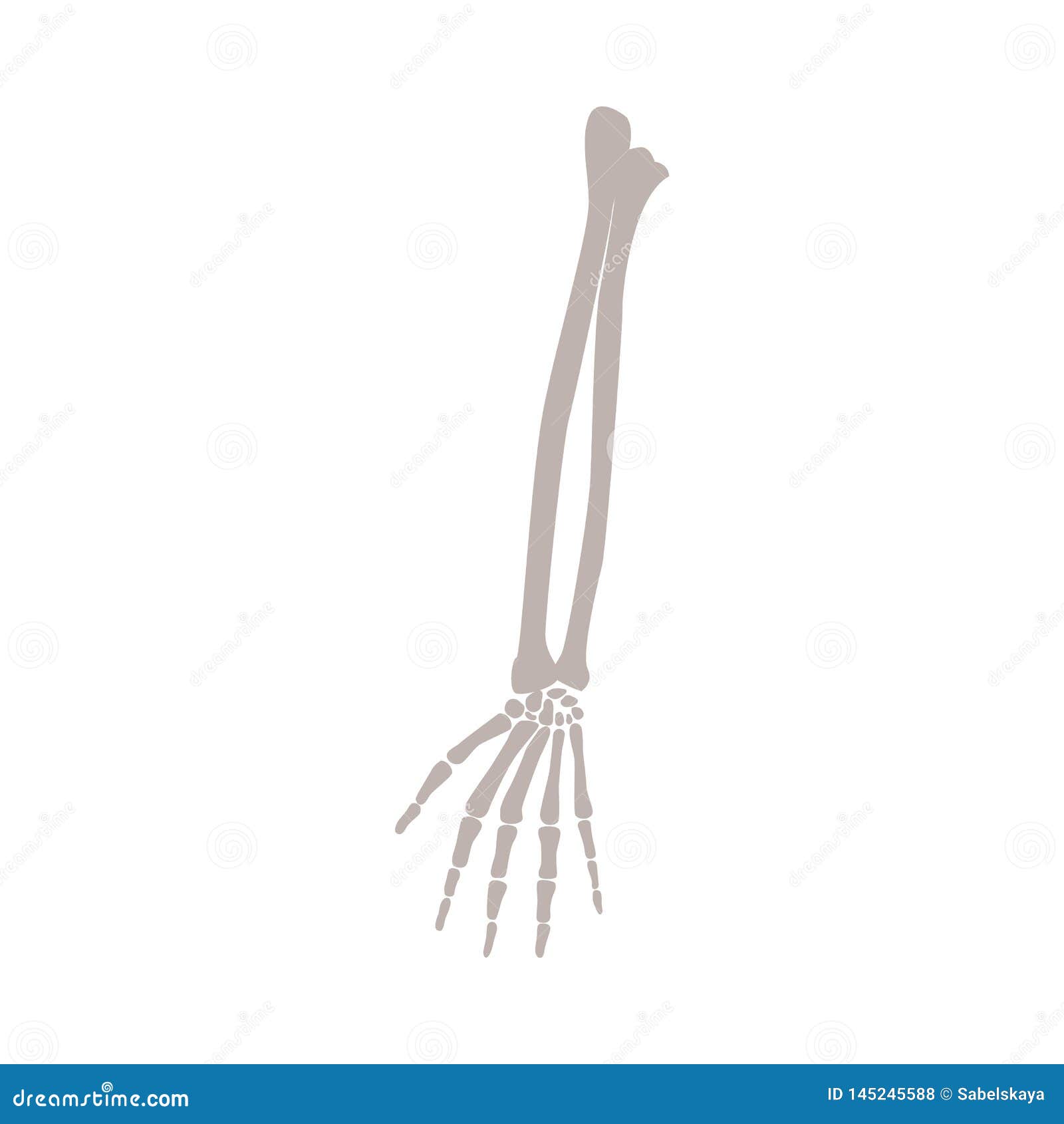 Arm and Hand Bones of Human Skeleton Flat Vector Illustration Isolated ...