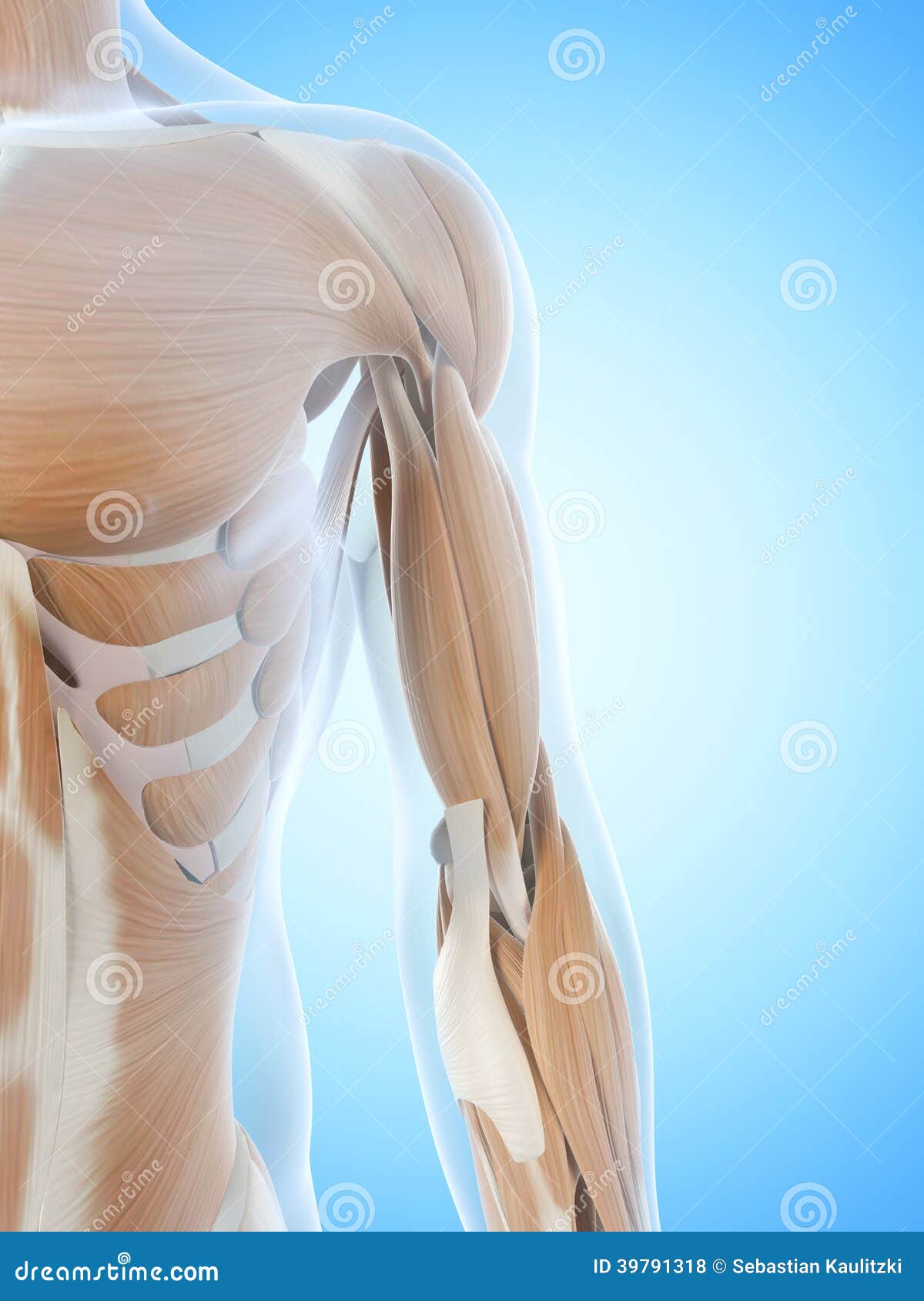 The arm muscles stock illustration. Illustration of shoulder - 39791318