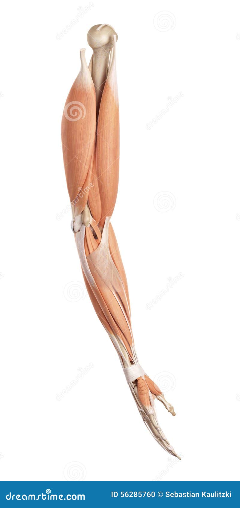 The arm muscles stock illustration. Illustration of plain - 56285760