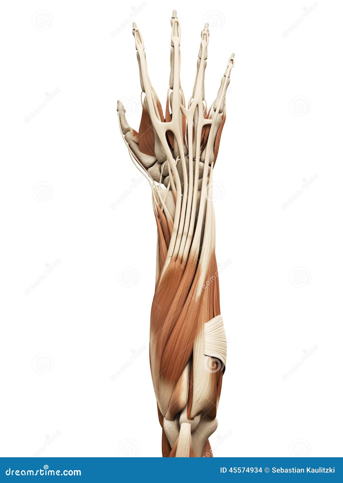 The arm muscles stock illustration. Illustration of white - 45574934