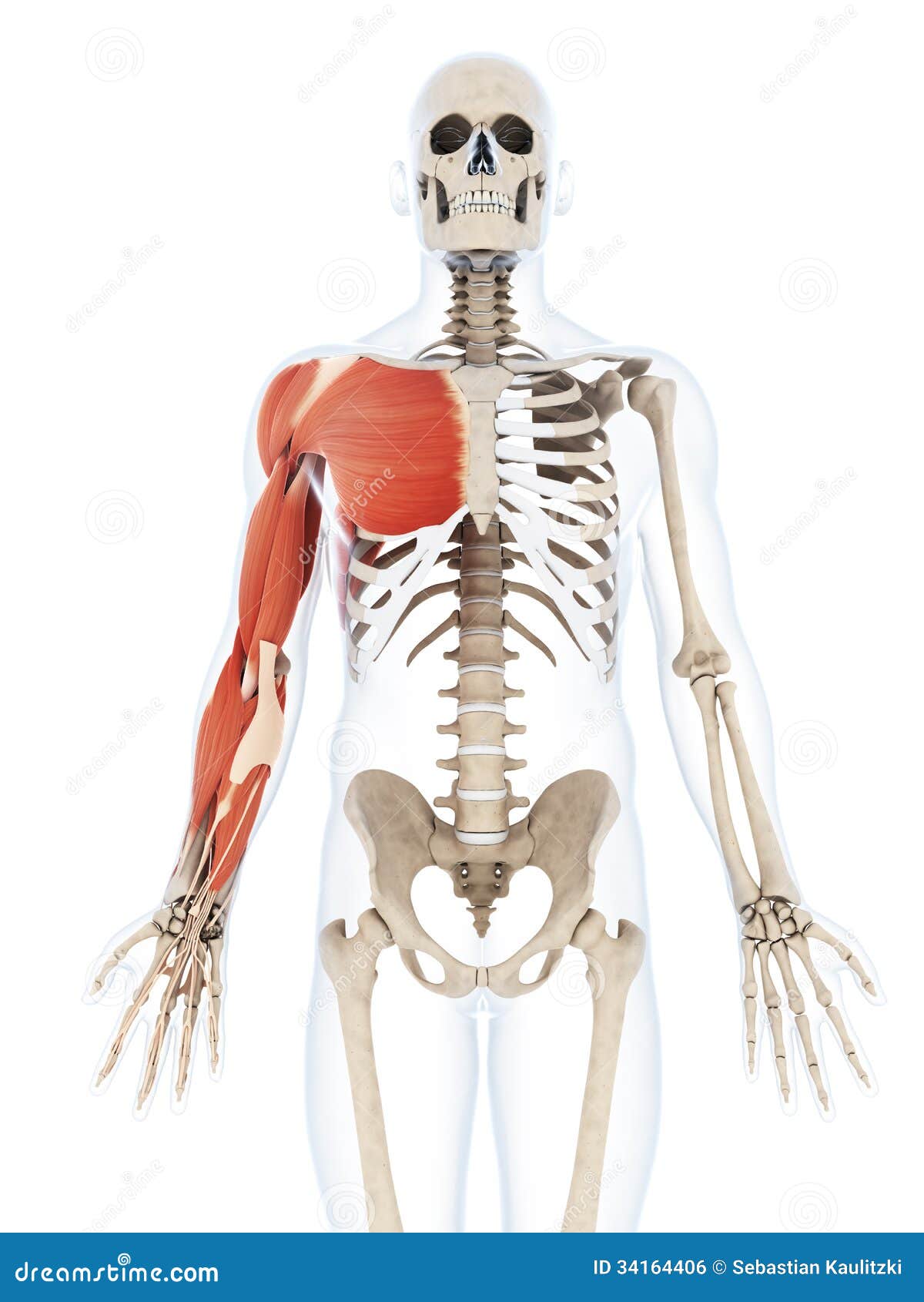 Arm musculature stock illustration. Illustration of biology - 34164406