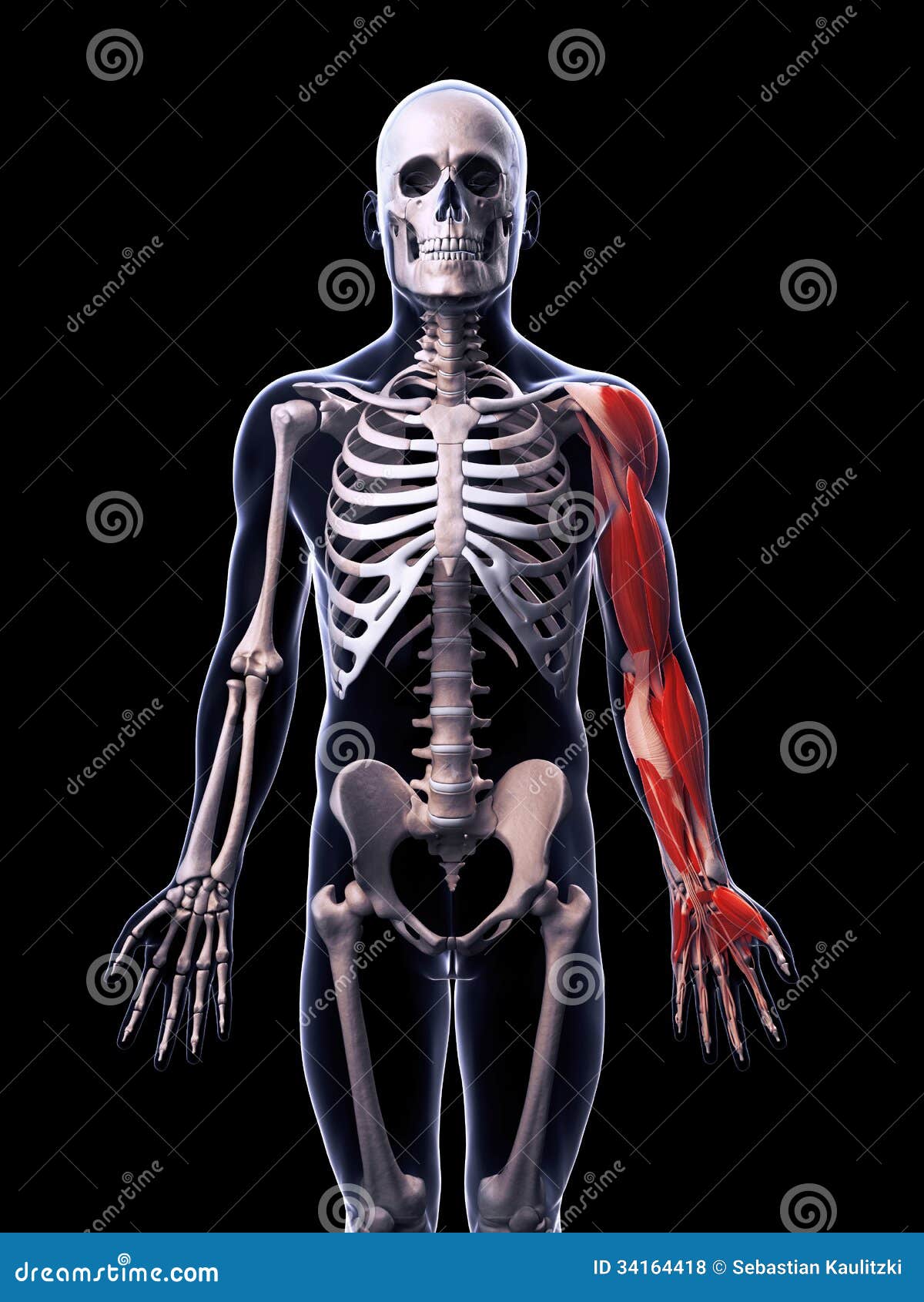 The arm musculature stock illustration. Illustration of biology - 34164418