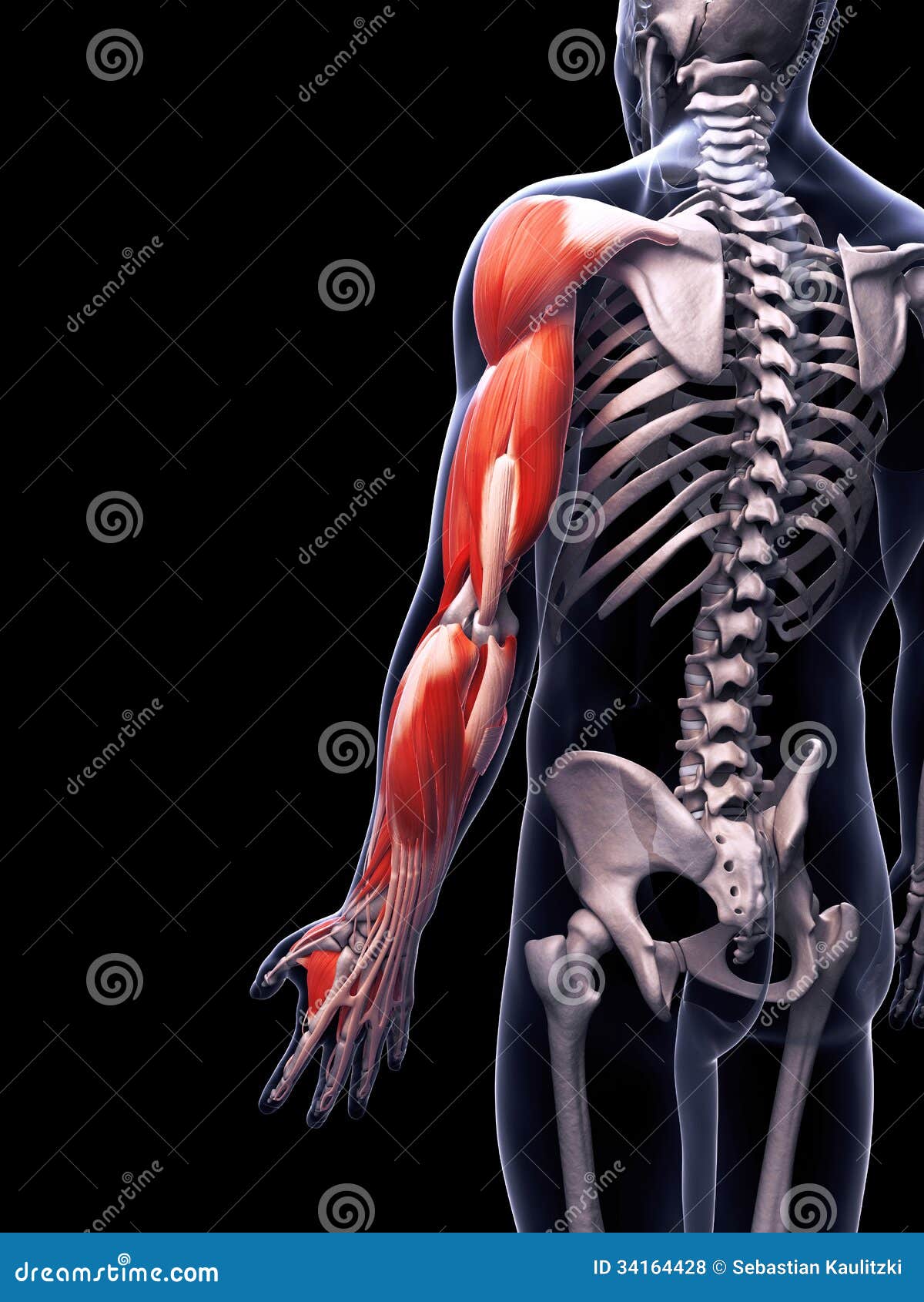 The arm musculature stock illustration. Illustration of medical - 34164428