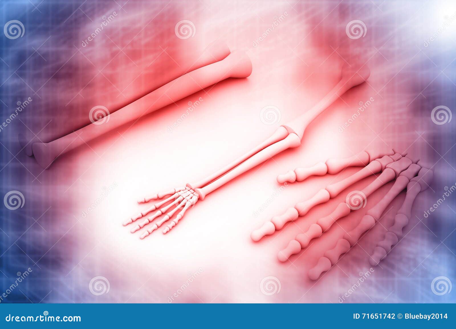 Arm skeleton stock illustration. Illustration of knuckle - 71651742