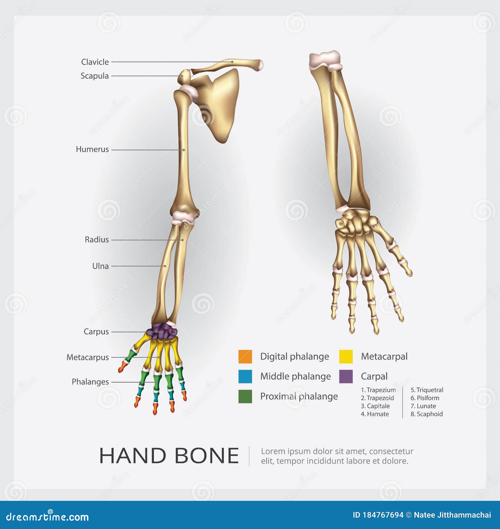 Arm- und Handknochen vektor abbildung. Illustration von medizinisch ...