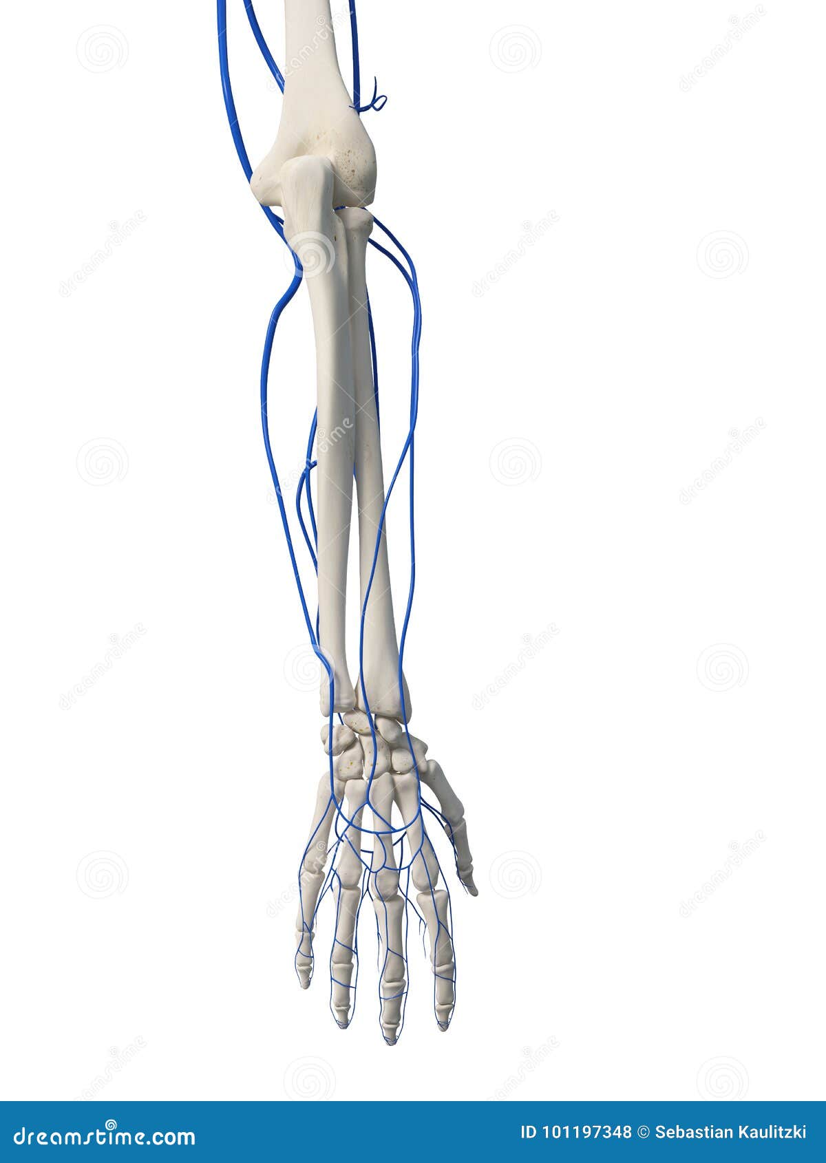 The arm veins stock illustration. Illustration of medically - 101197348