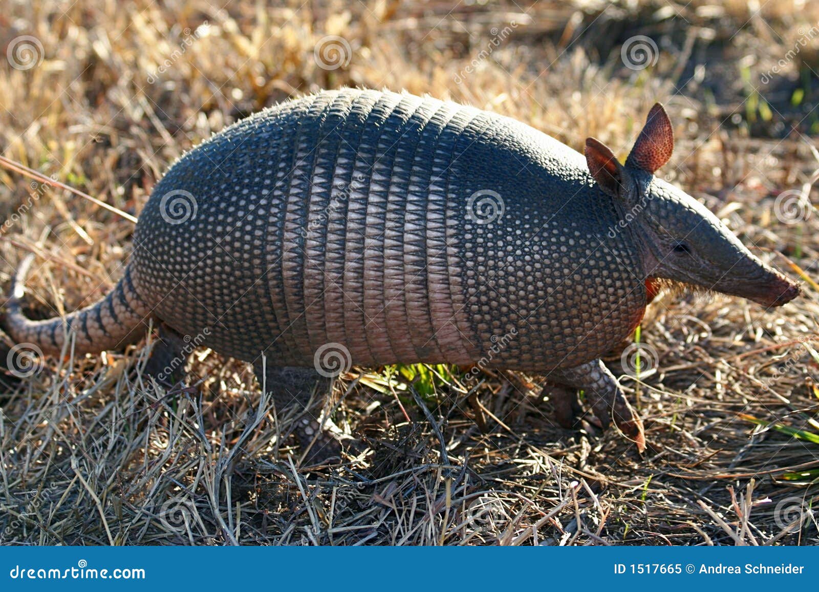 Armadillo stock image. Image of pasture, skin, close, animal - 1517665