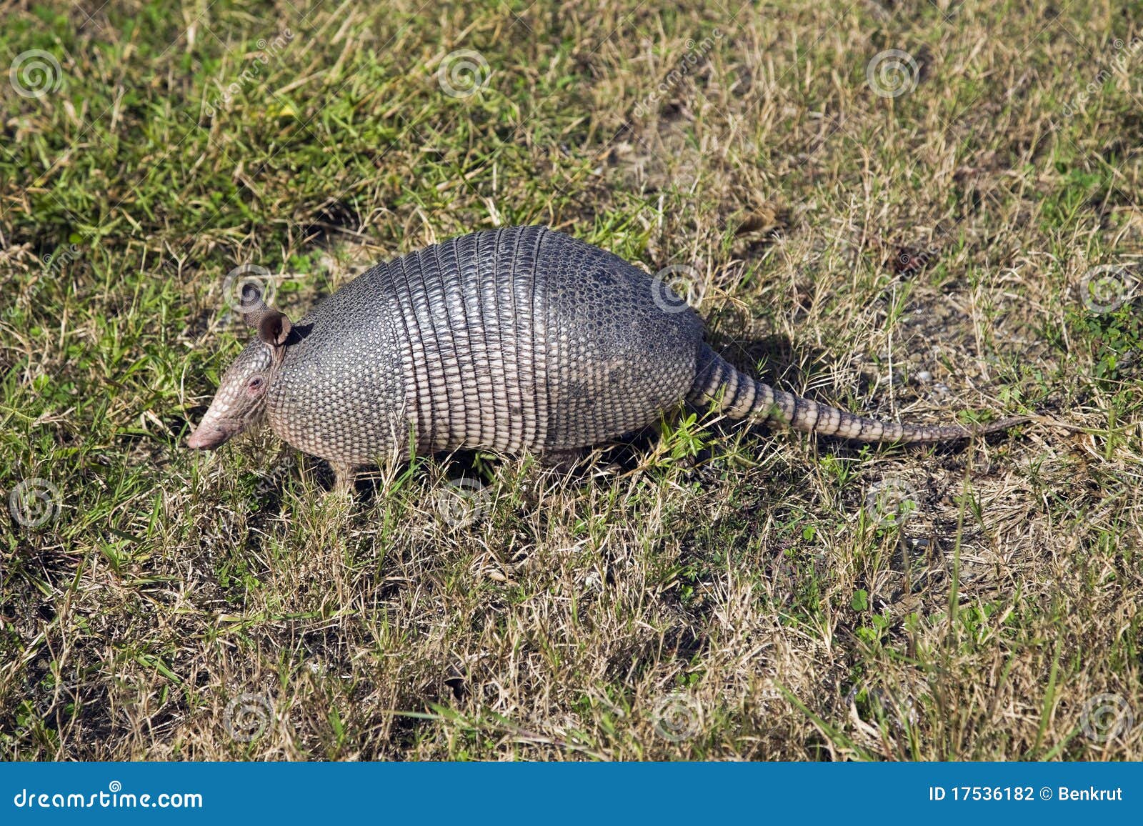 Armadillo stock photo. Image of animal, nature, shell - 17536182