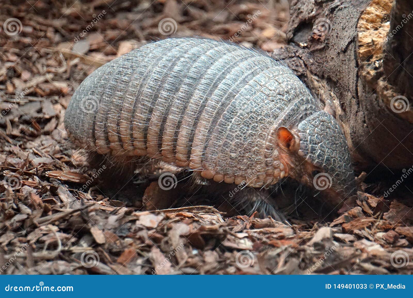 Armadillo Animal Walking on Bedding Stock Image - Image of wildlife ...