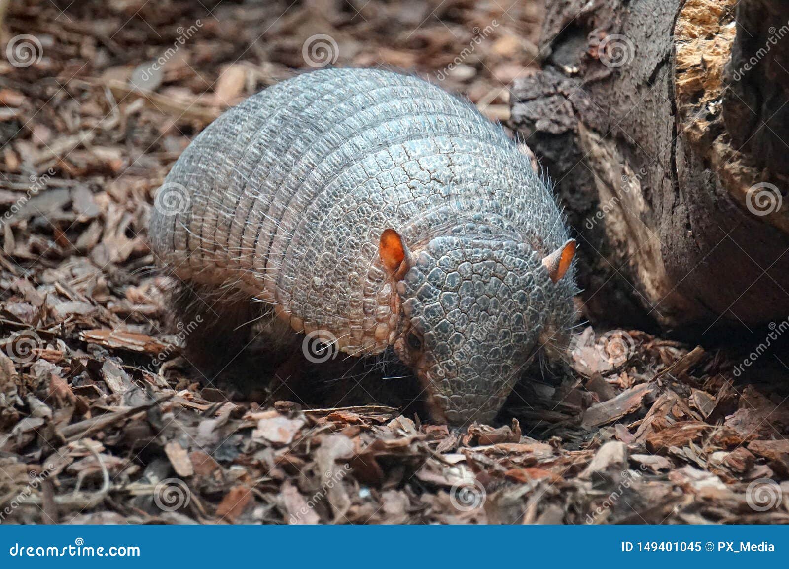 Armadillo Animal Walking on Bedding Stock Image - Image of claws ...